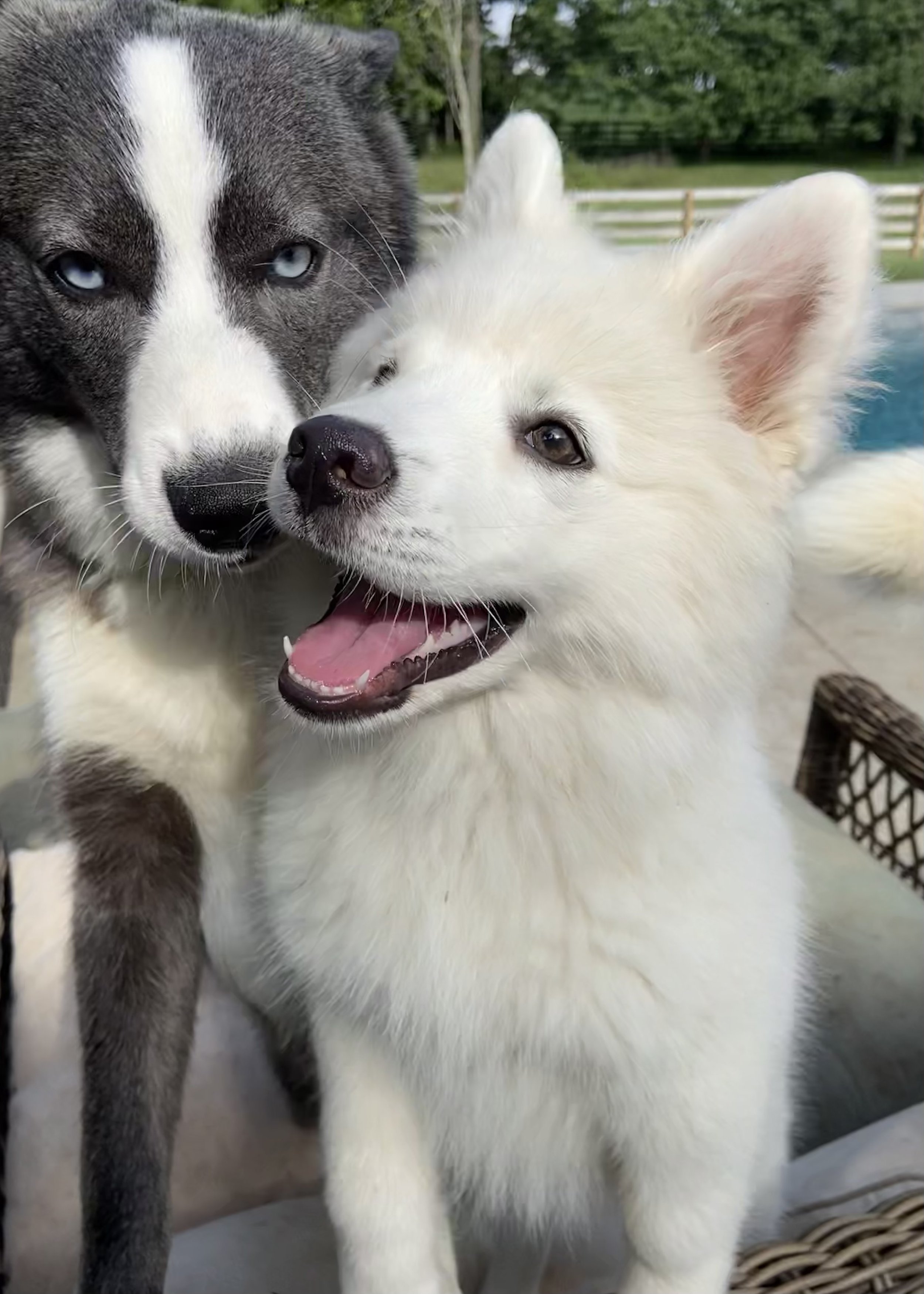 Hope's Blue Pomskies