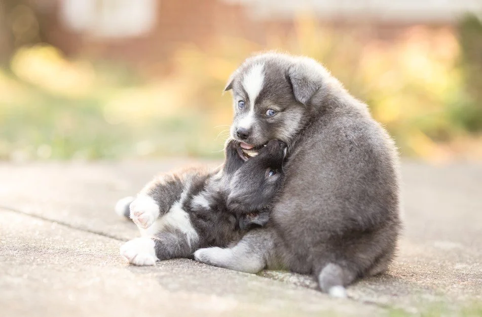 Hope's Blue Pomskies