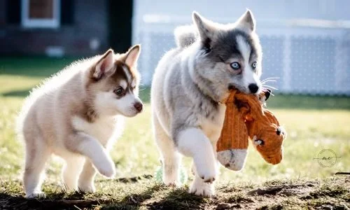 Hope's Blue Pomskies