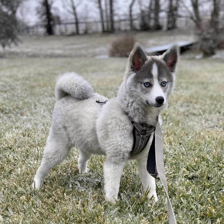 Hope's Blue Pomskies