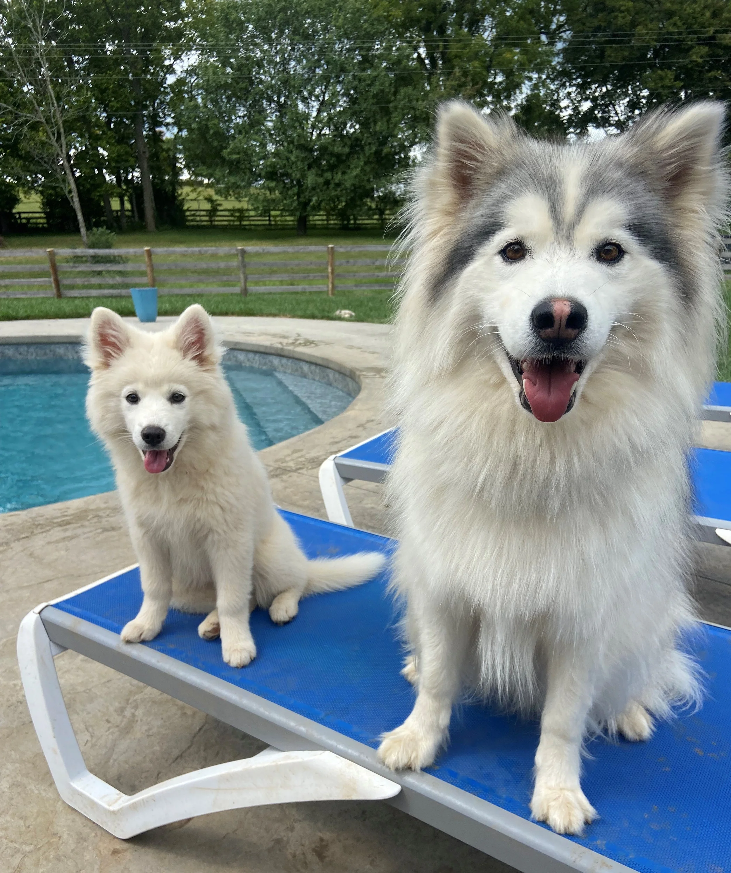 Hope's Blue Pomskies