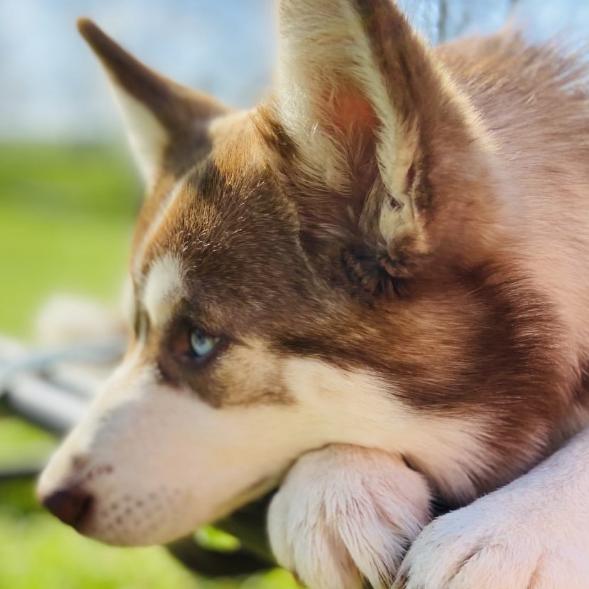 Hope's Blue Pomskies