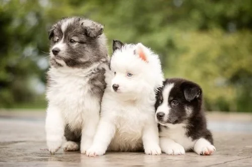 Hope's Blue Pomskies