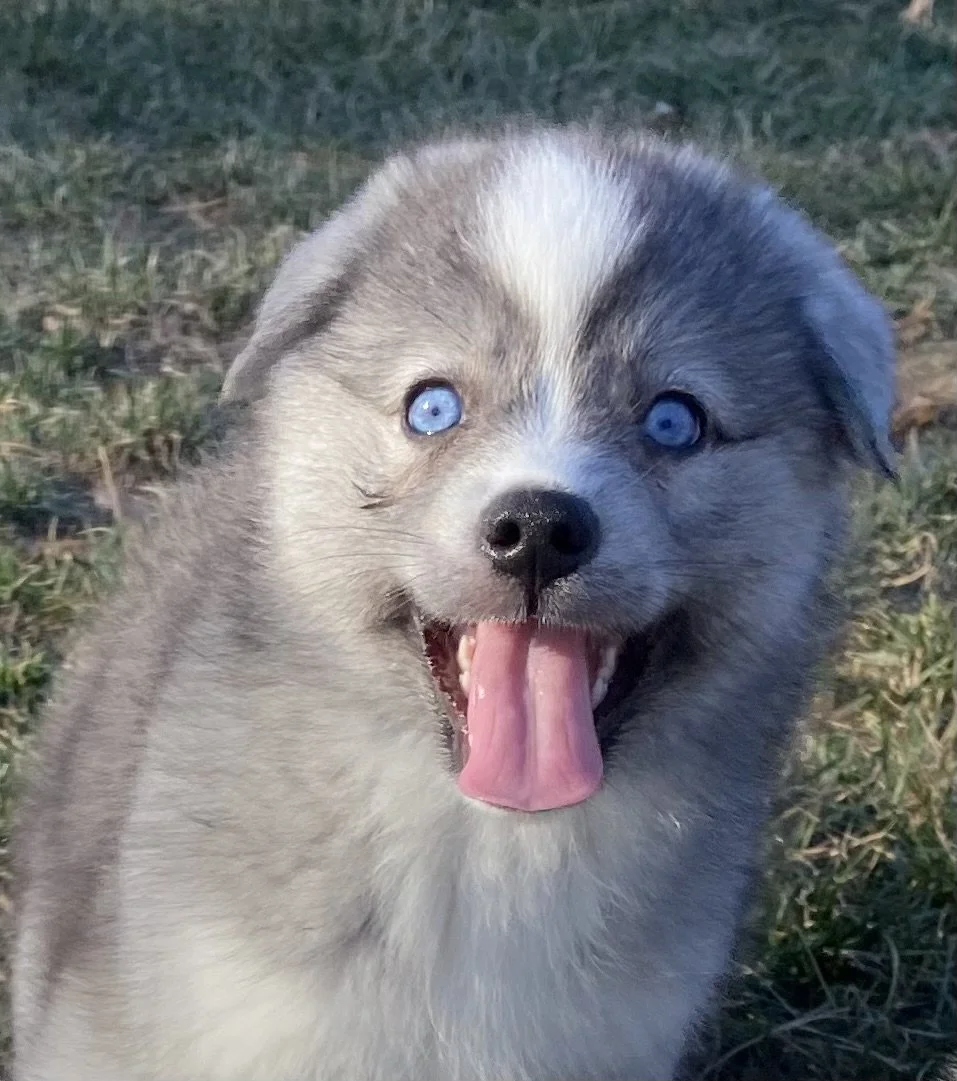 Hope's Blue Pomskies