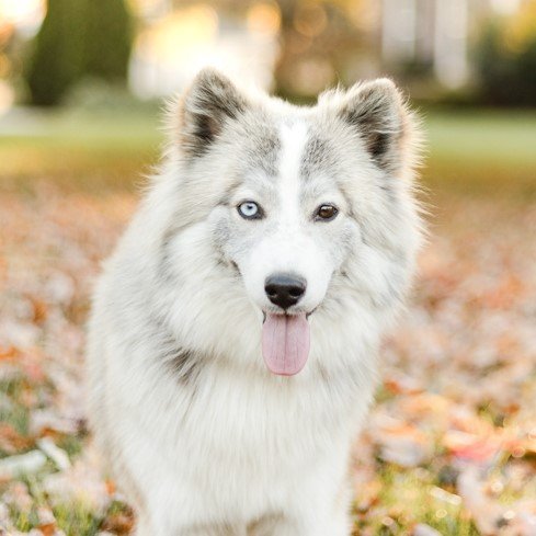 Hope's Blue Pomskies