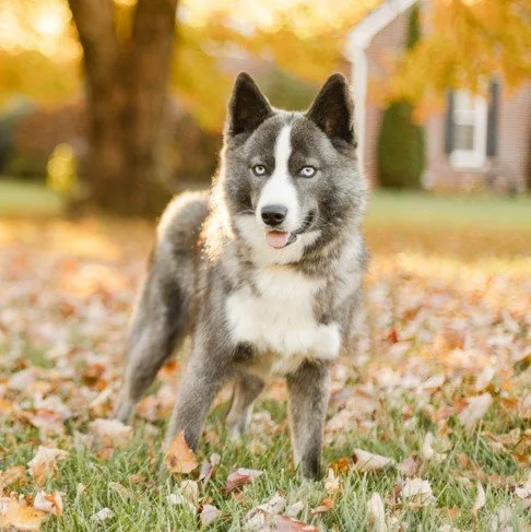 Hope's Blue Pomskies