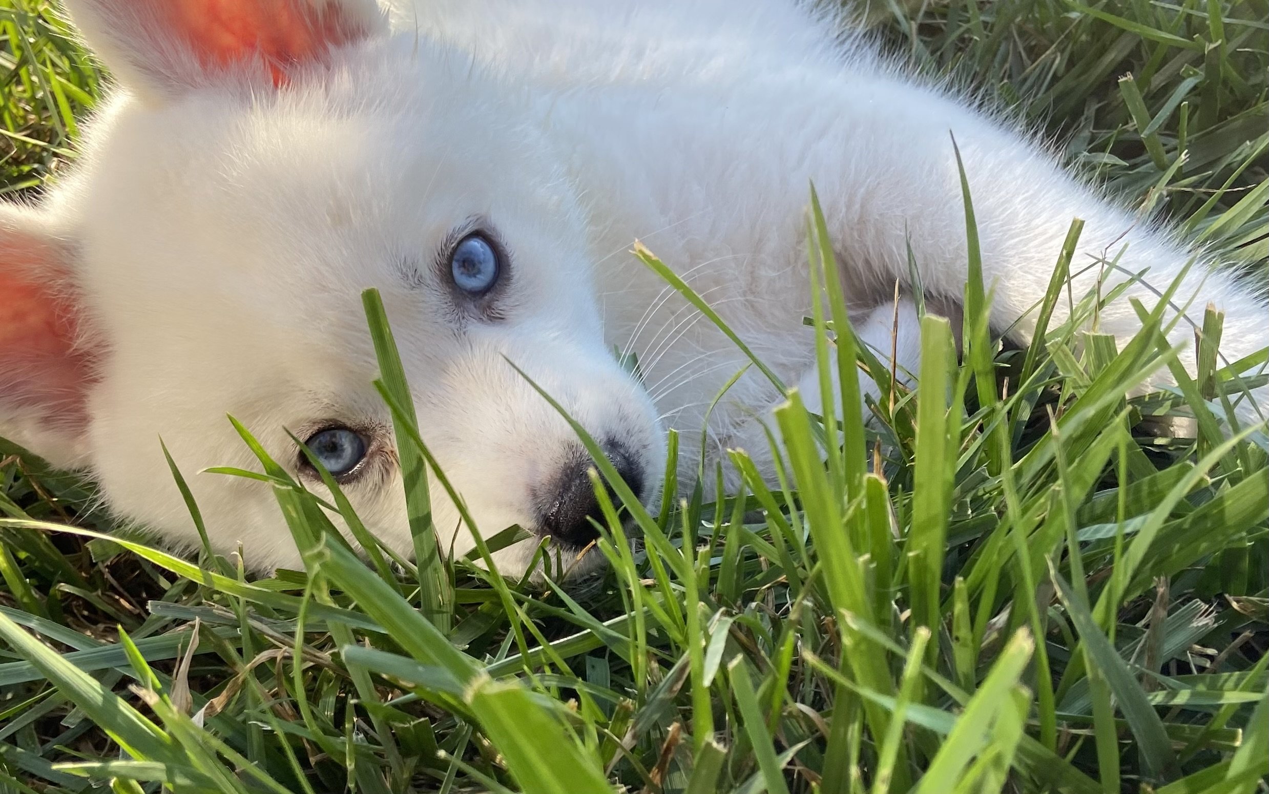 Hope's Blue Pomskies