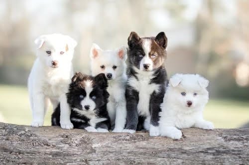 Hope's Blue Pomskies