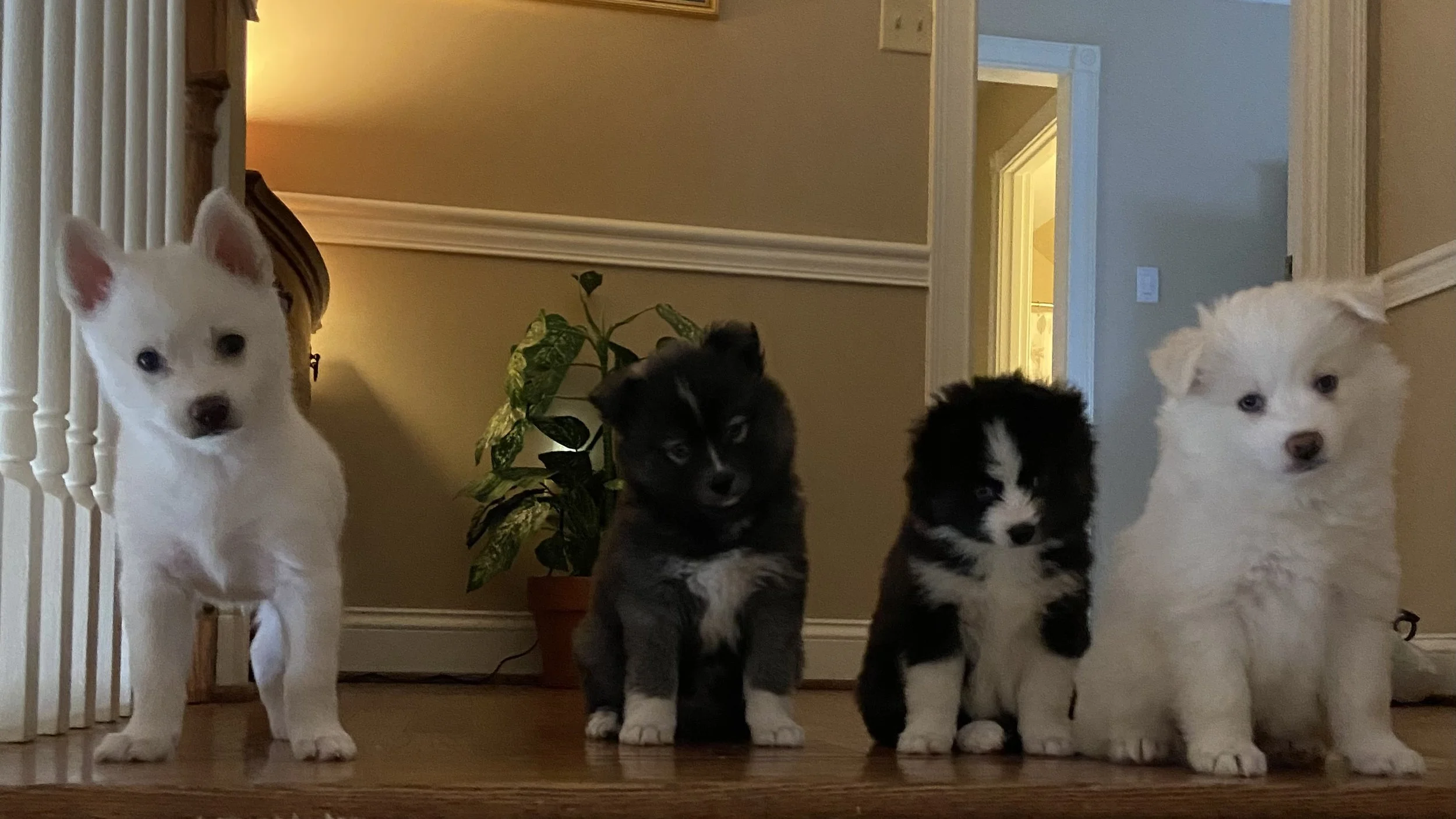 Hope's Blue Pomskies