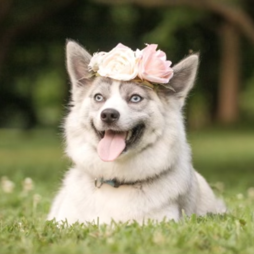 Hope's Blue Pomskies