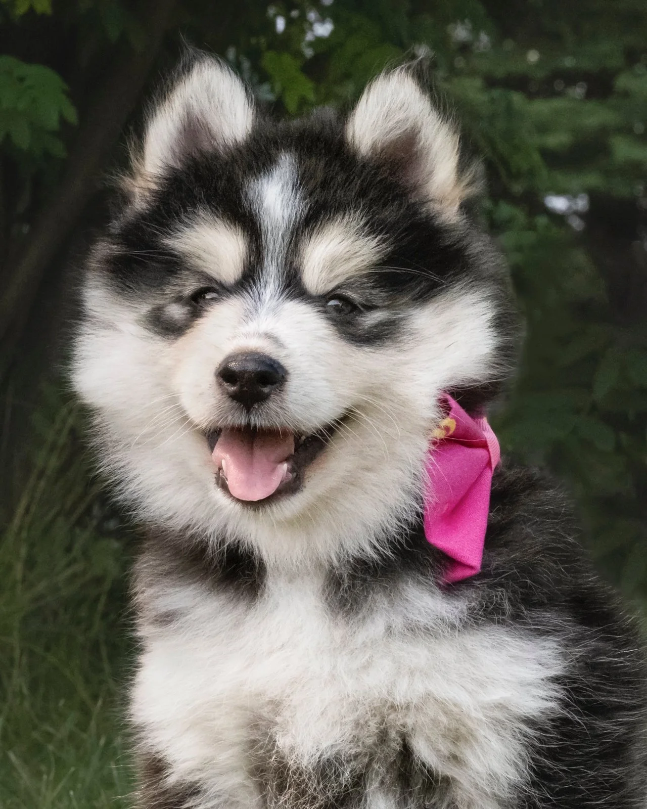 Pup Tent Photography