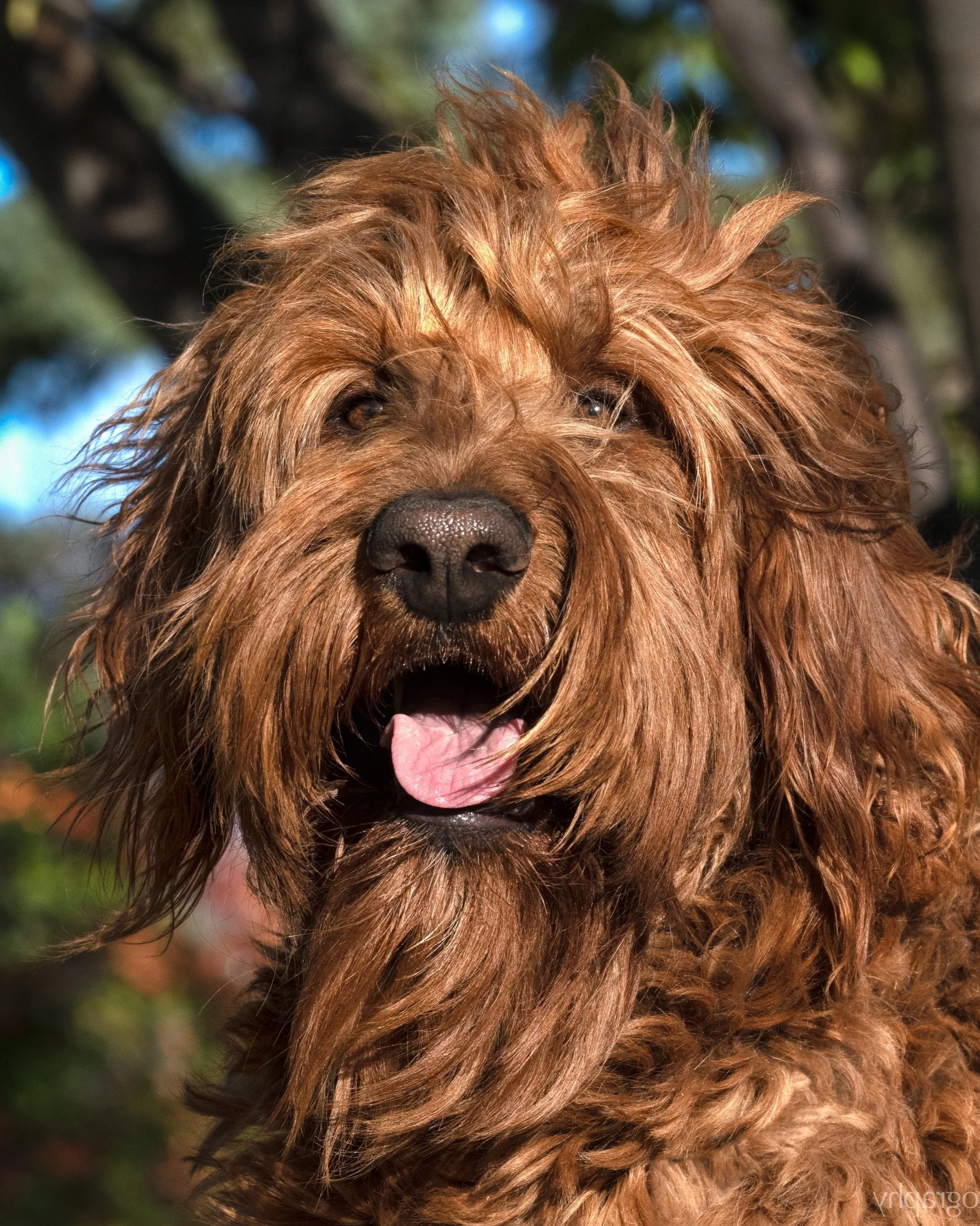 Why Hire a Dog Photographer