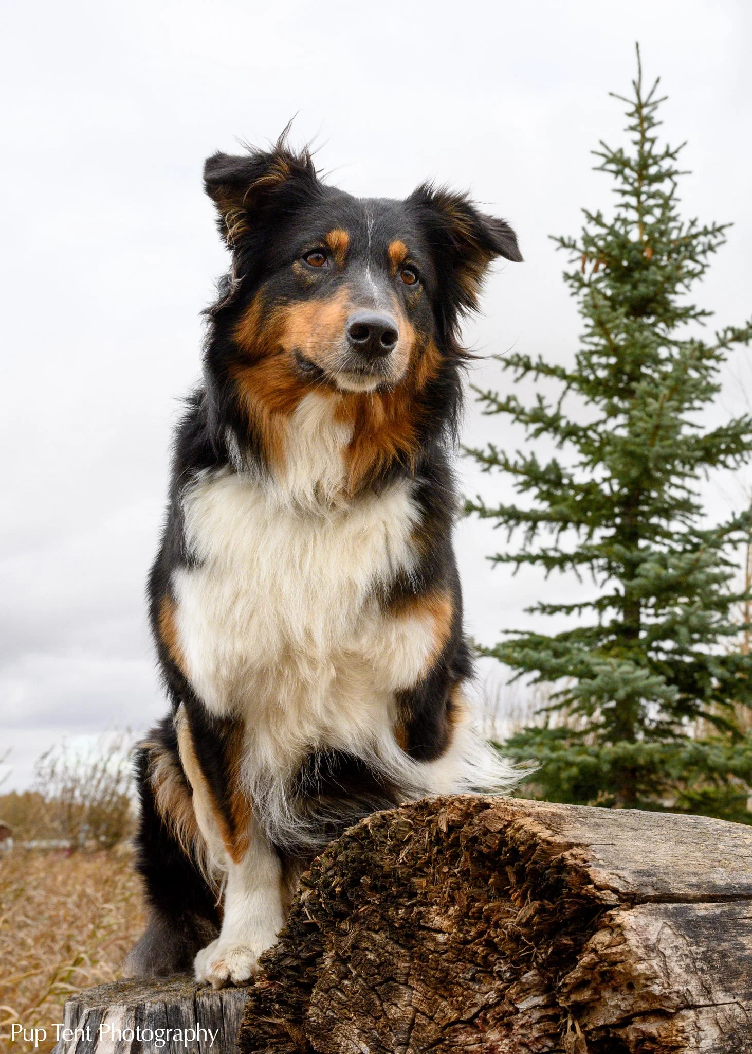 Pup Tent Photography