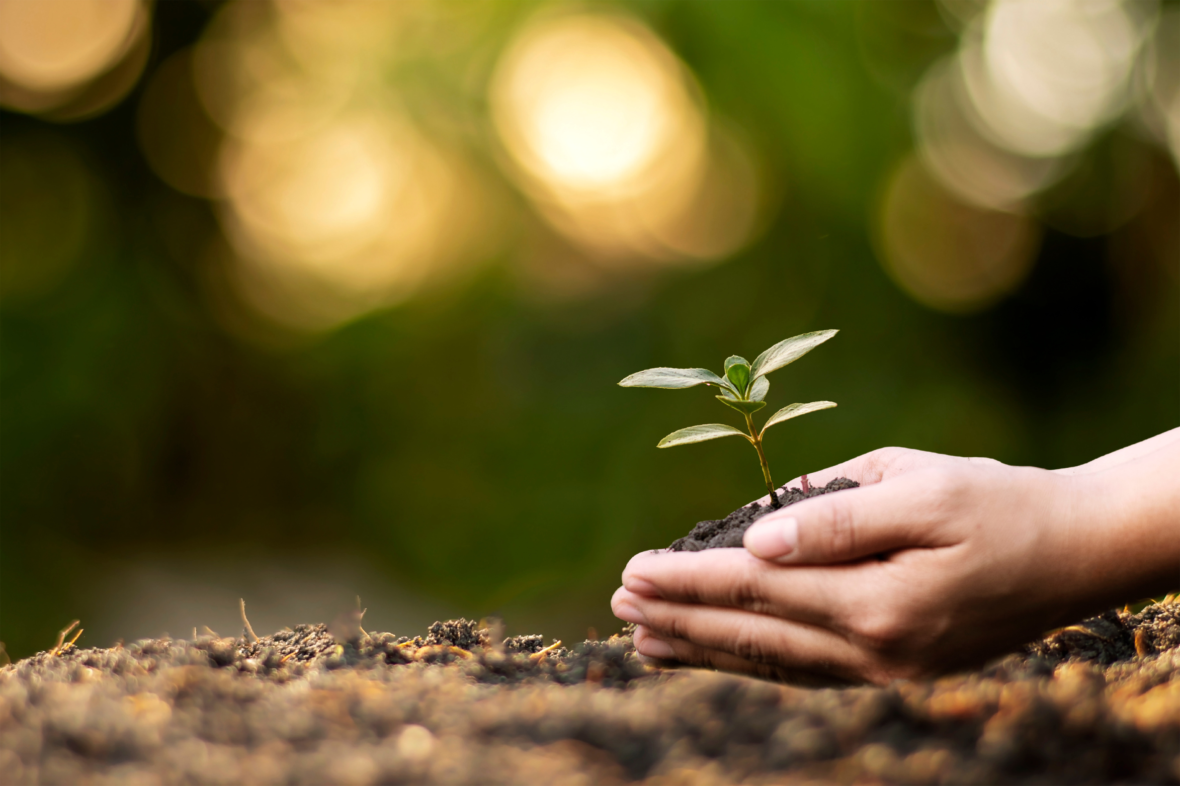 Leslie Sanderson | Cygnus Counselling