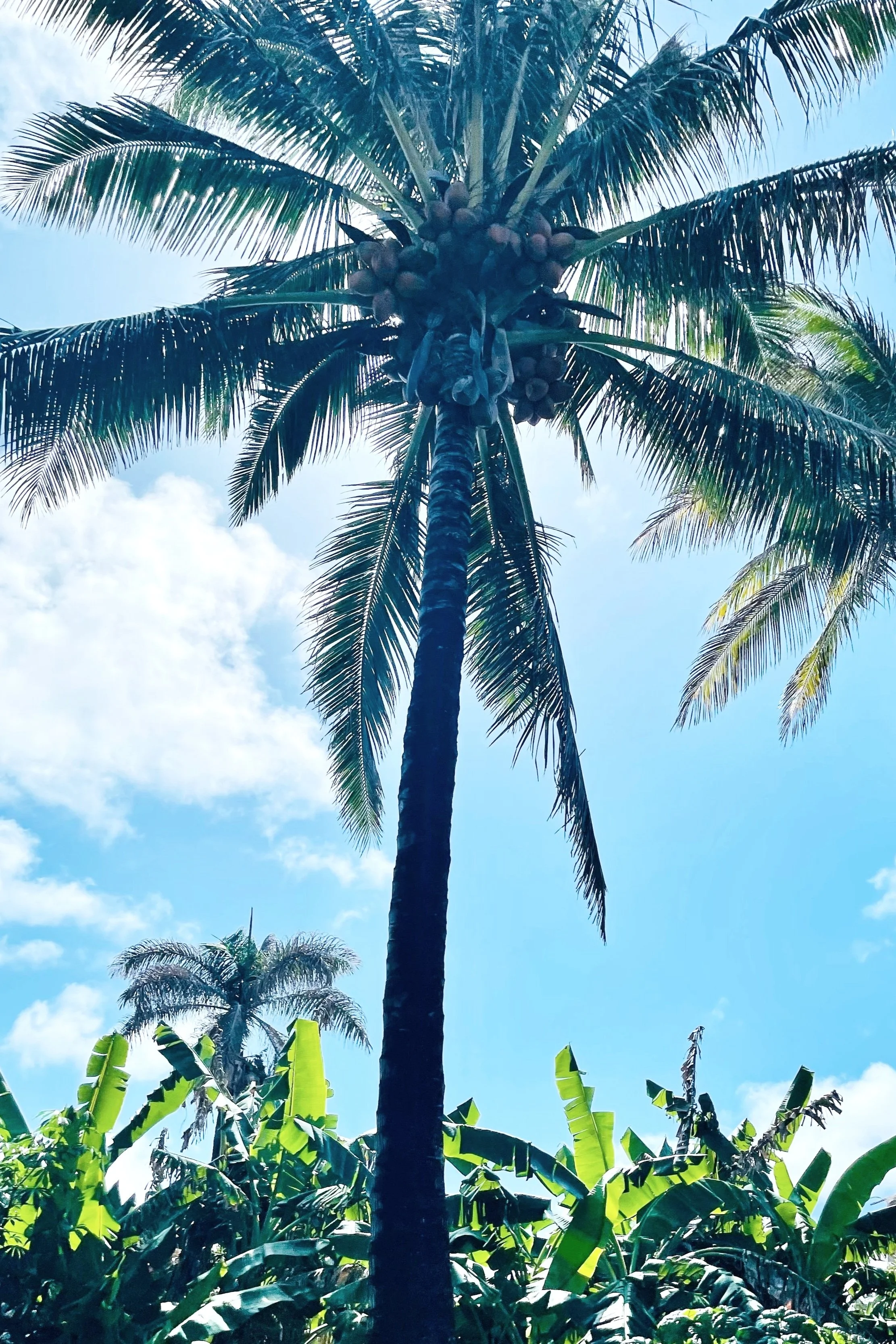 Our First Time in Oahu: 5 Day Itinerary — travelsoncall