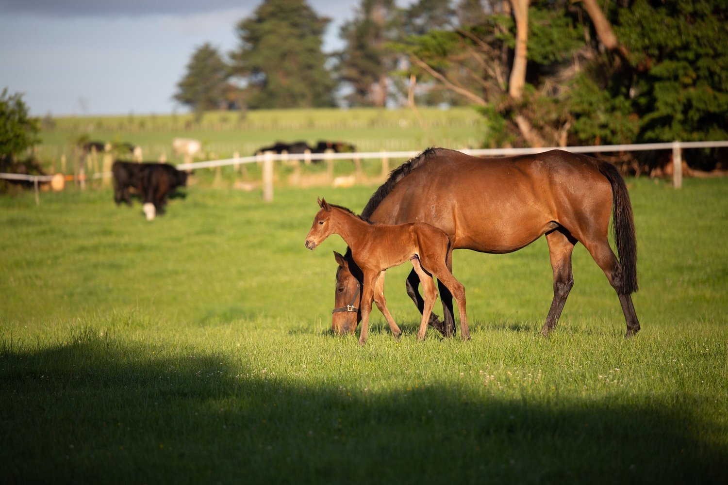 New Zealand Equine Research Foundation