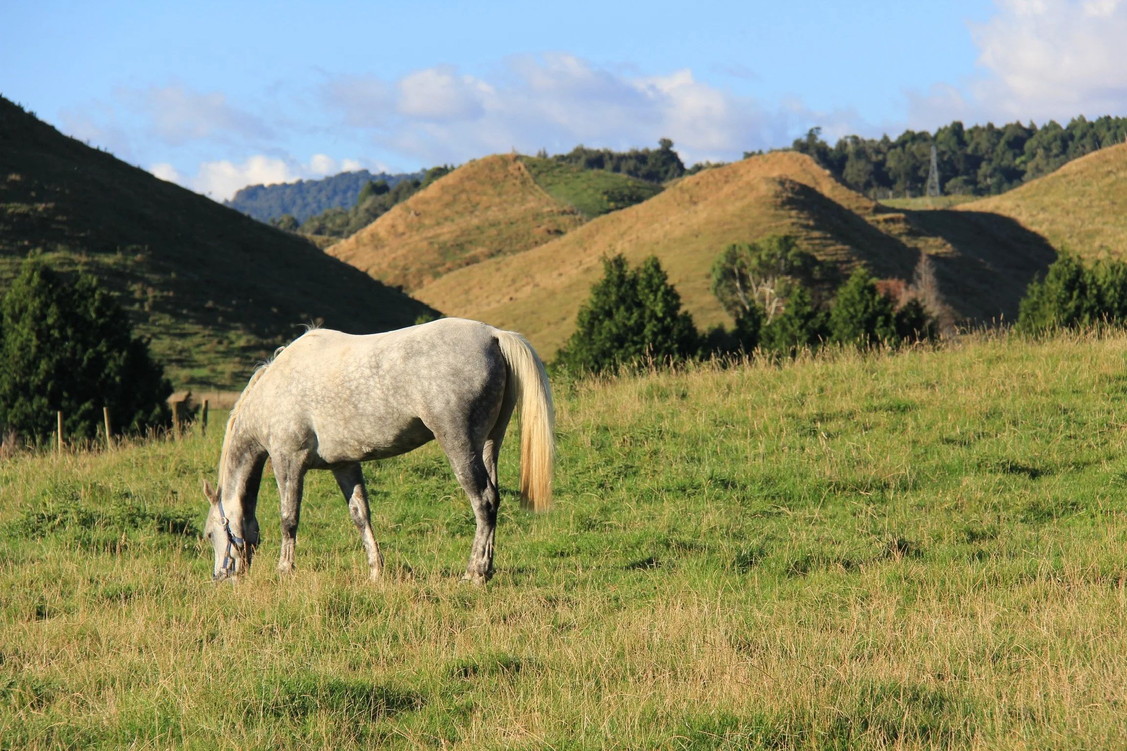 Professor Cliff Irvine Memorial Scholarship — New Zealand Equine ...