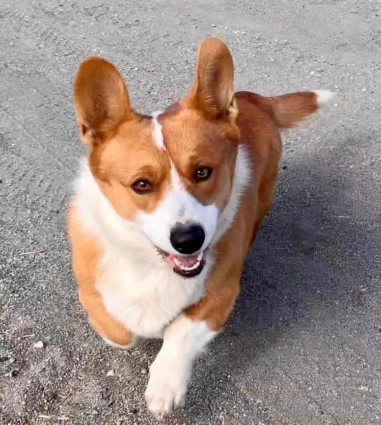 Gallery 3 — Southern California Corgi