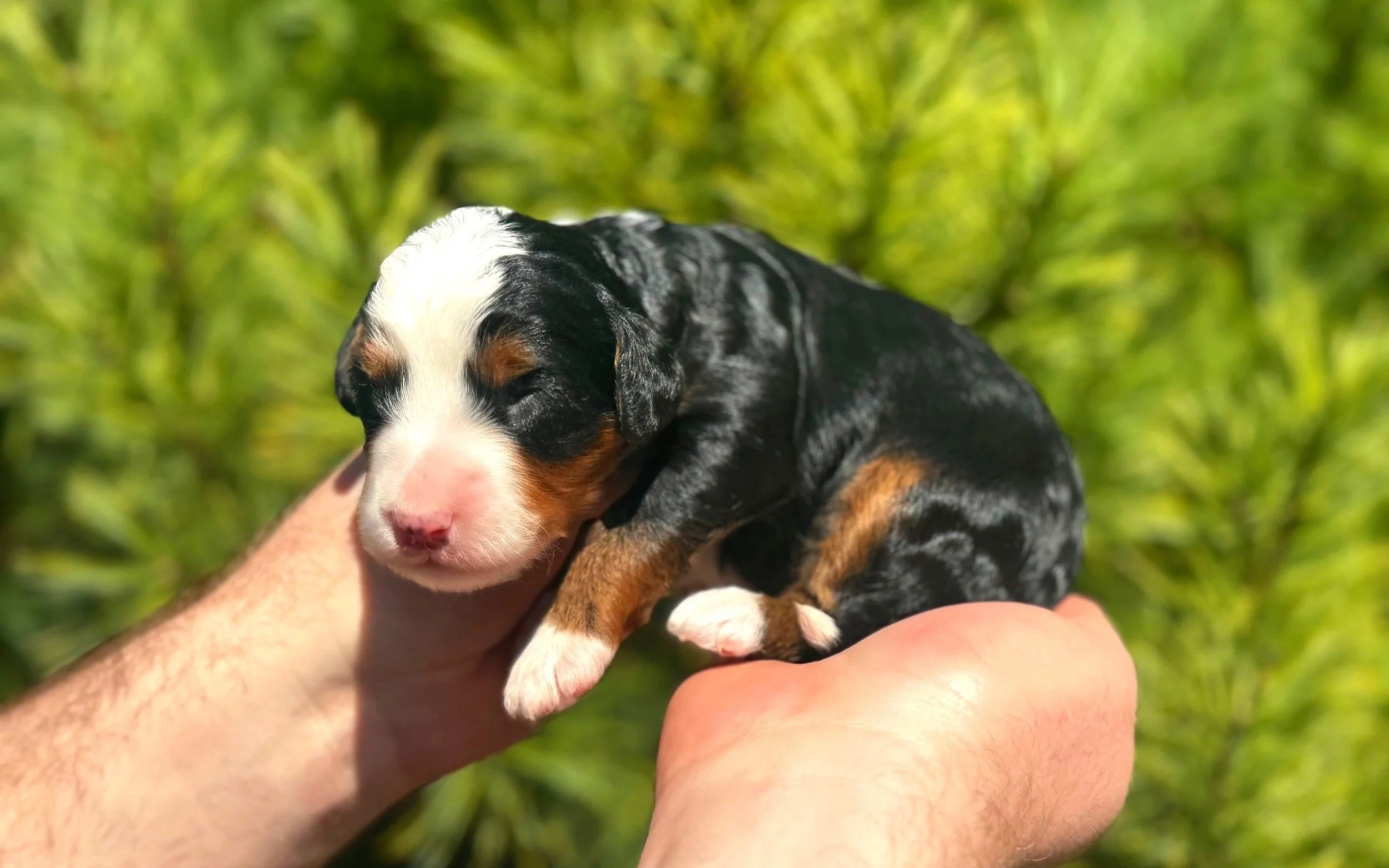 Blue Skye Doodles - Bernedoodle & Australian Mountain Doodle Puppies