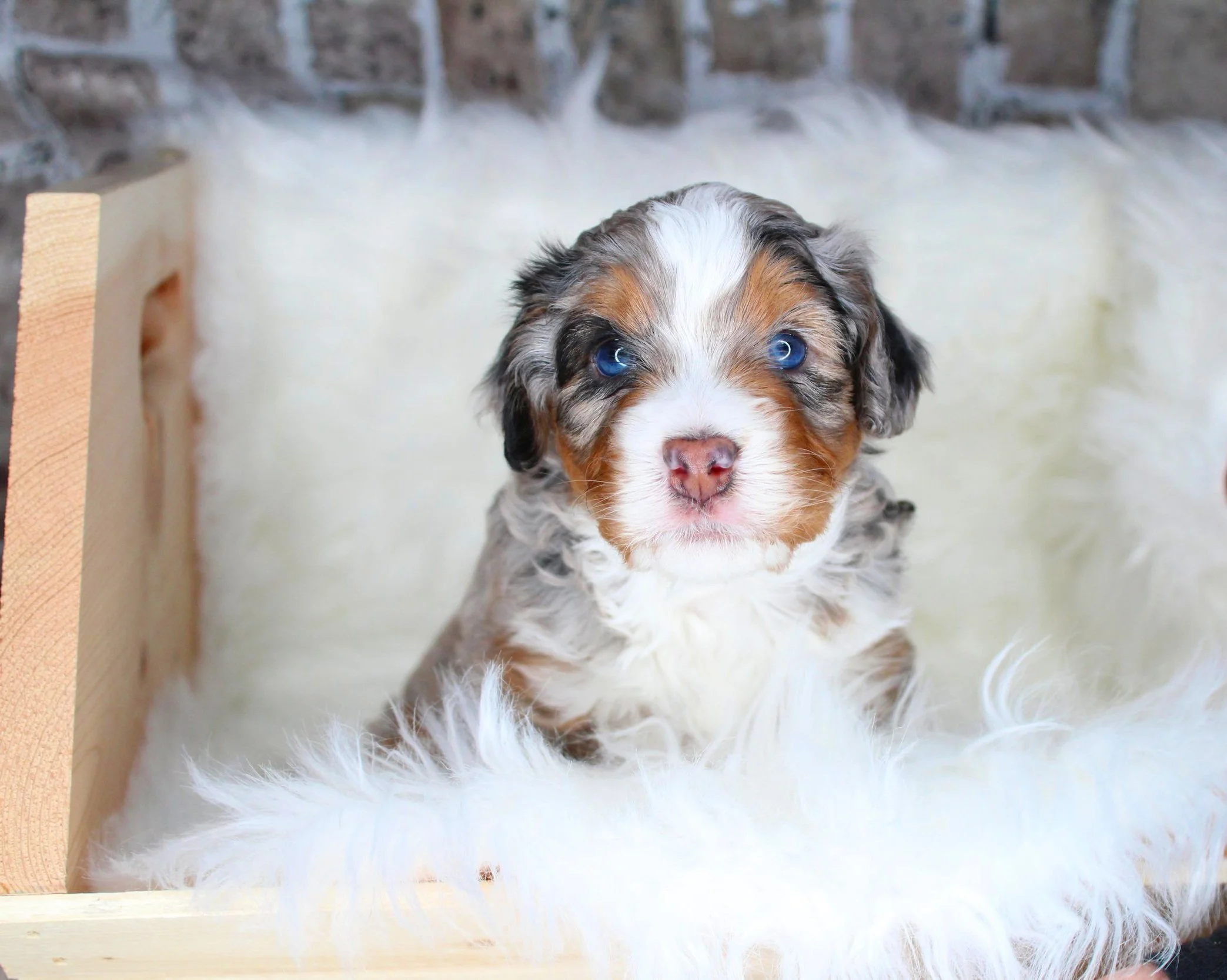Blue Skye Doodles - Bernedoodle & Australian Mountain Doodle Puppies