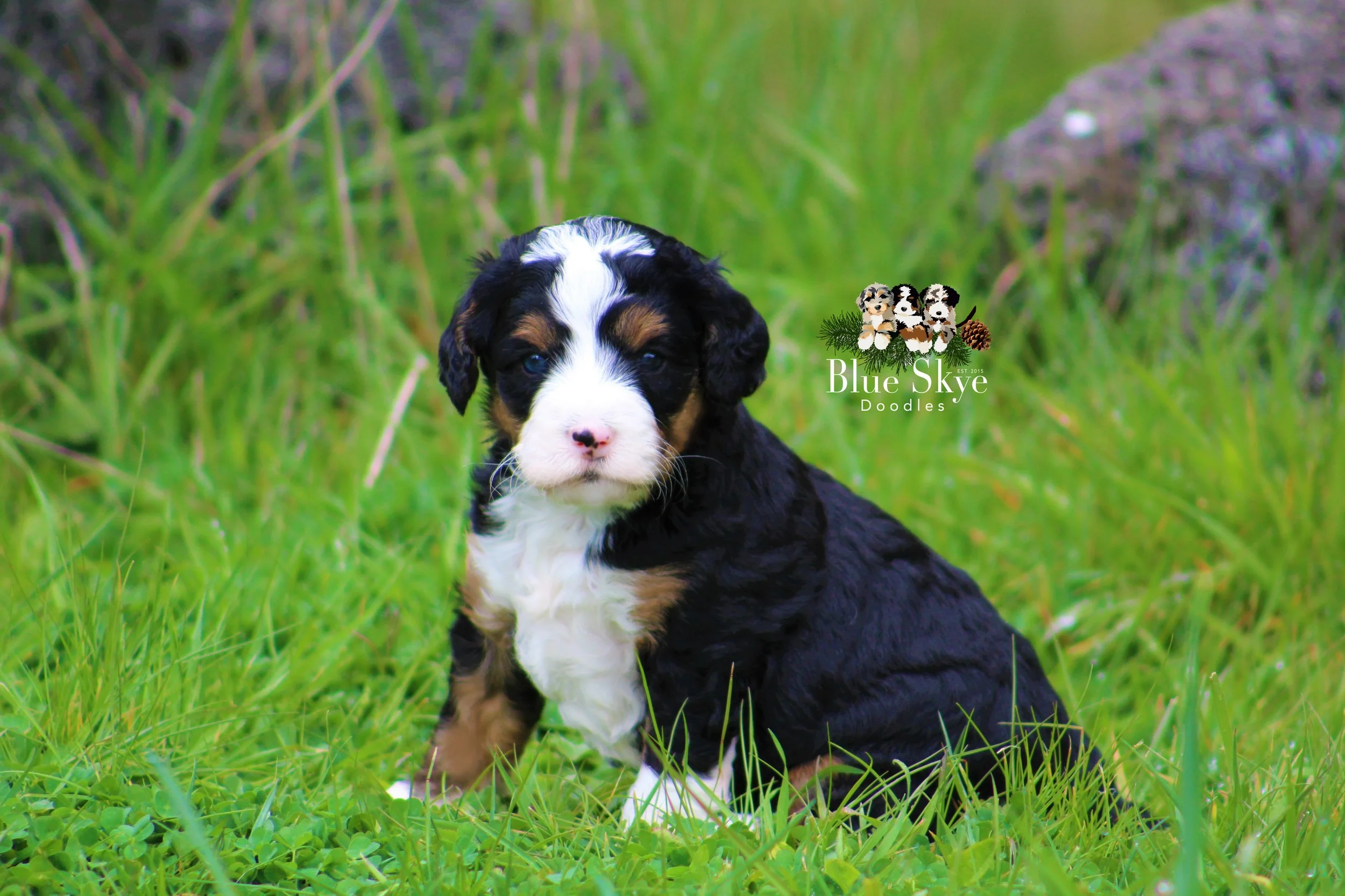 Blue Skye Doodles - Bernedoodle & Australian Mountain Doodle Puppies