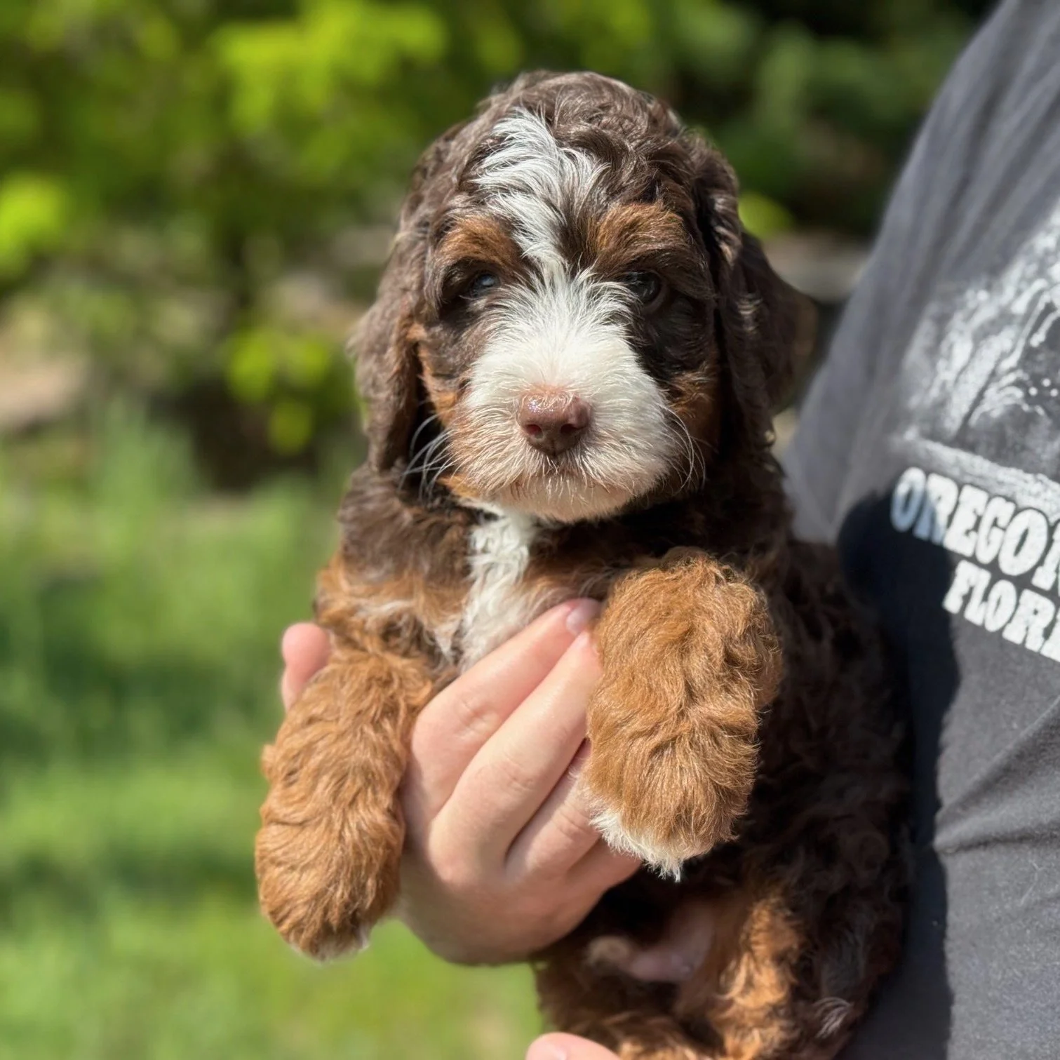 Blue Skye Doodles - Bernedoodle & Australian Mountain Doodle Puppies