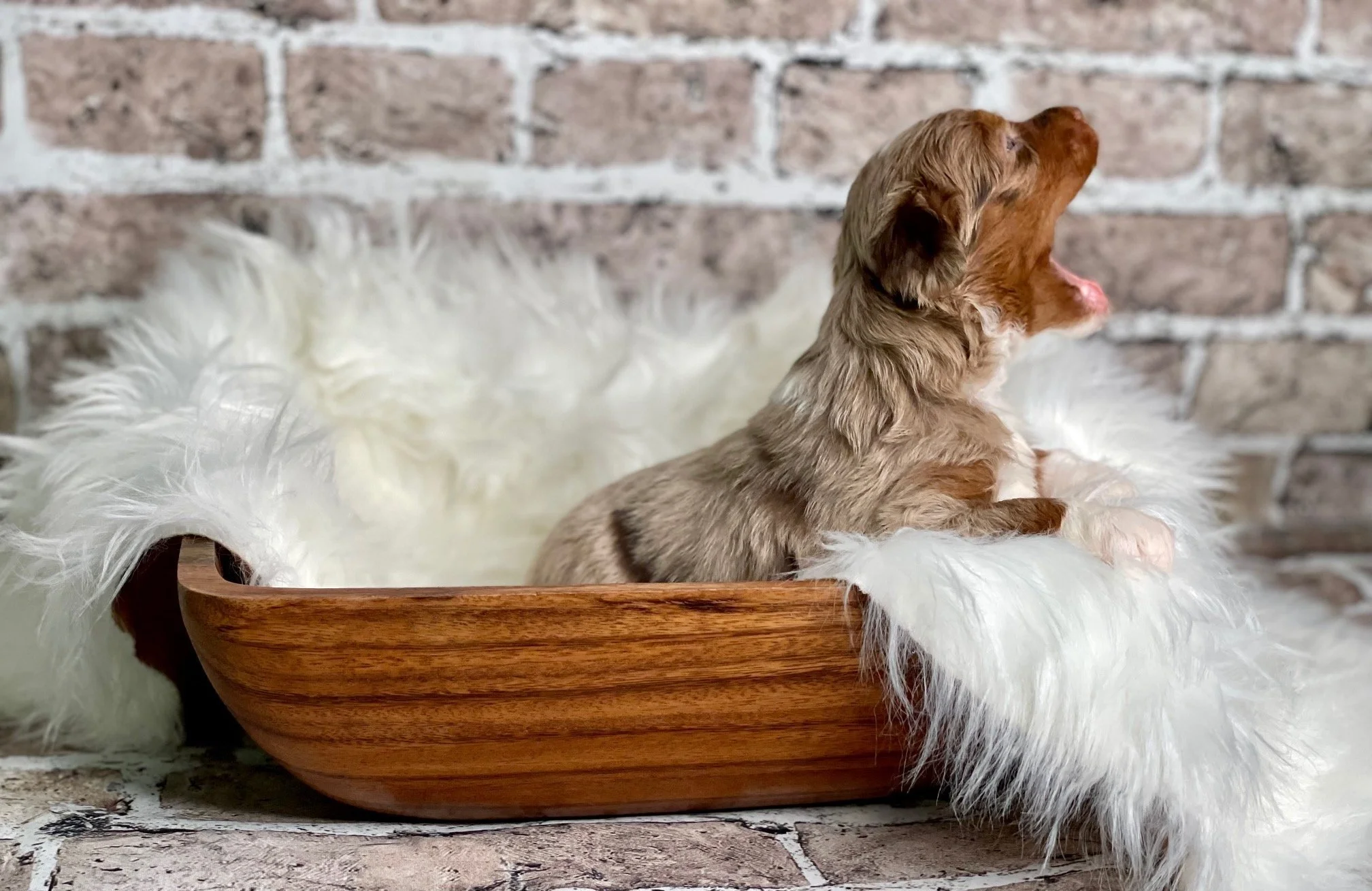 Blue Skye Doodles - Bernedoodle & Australian Mountain Doodle Puppies