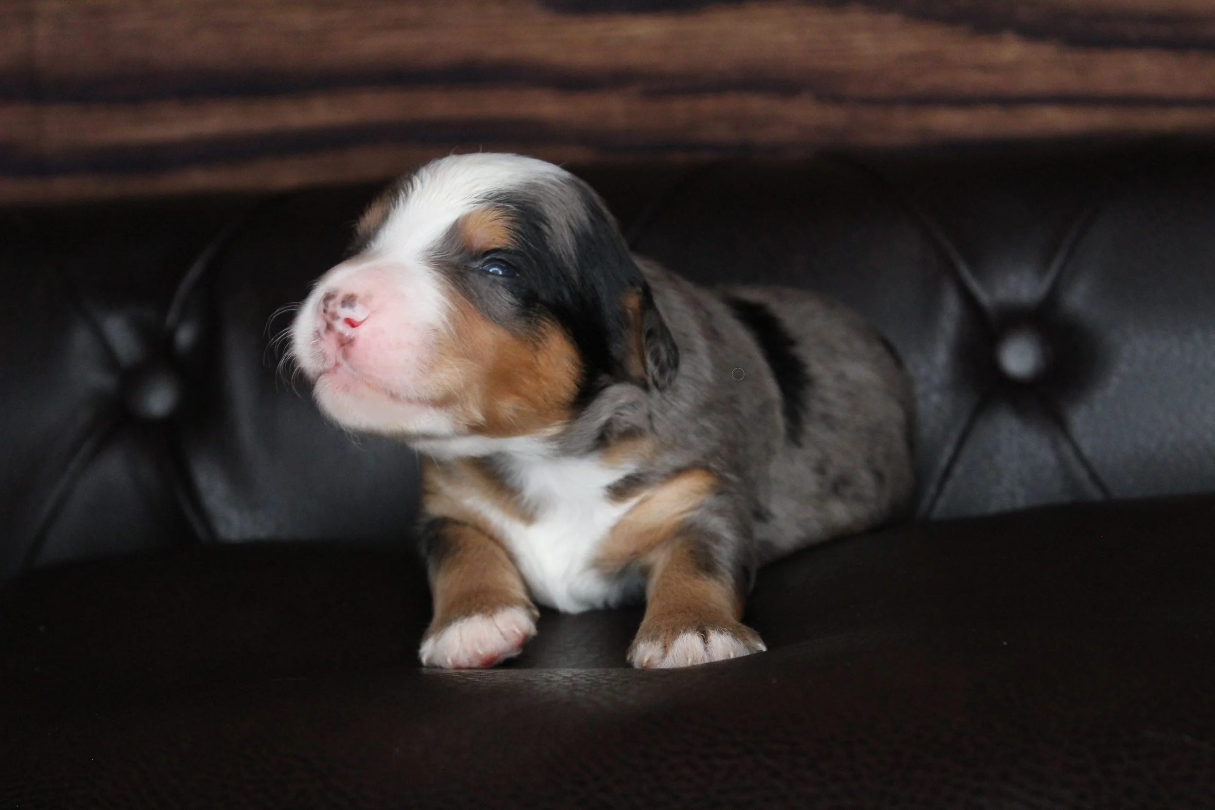 Blue Skye Doodles - Bernedoodle & Australian Mountain Doodle Puppies