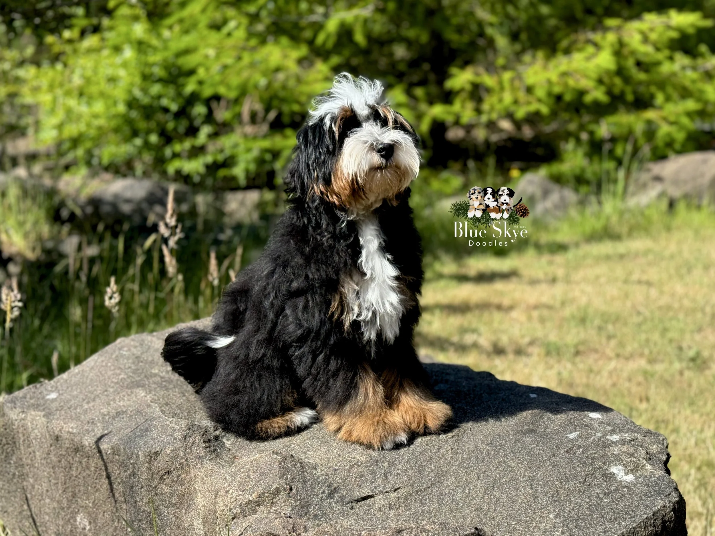 Blue Skye Doodles - Bernedoodle & Australian Mountain Doodle Puppies