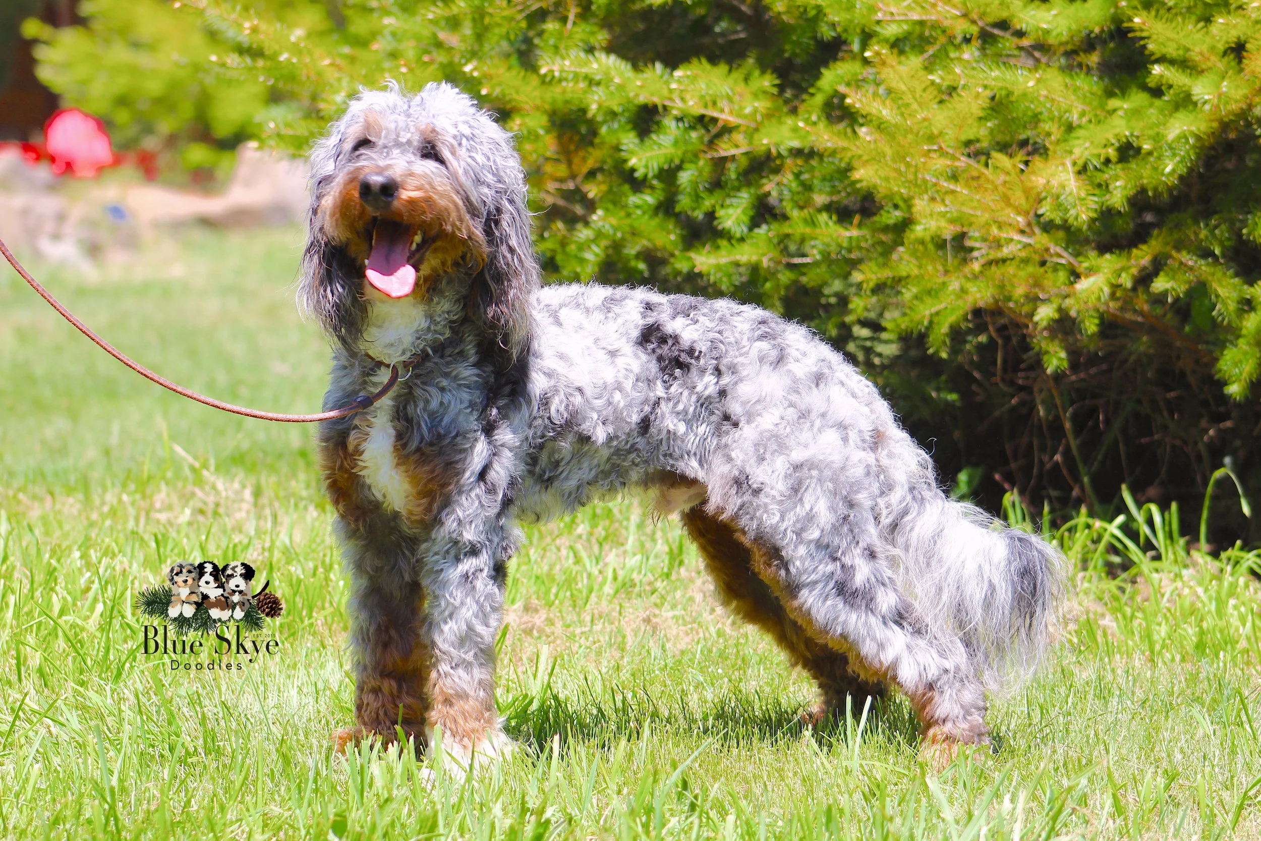 Blue Skye Doodles - Bernedoodle & Australian Mountain Doodle Puppies
