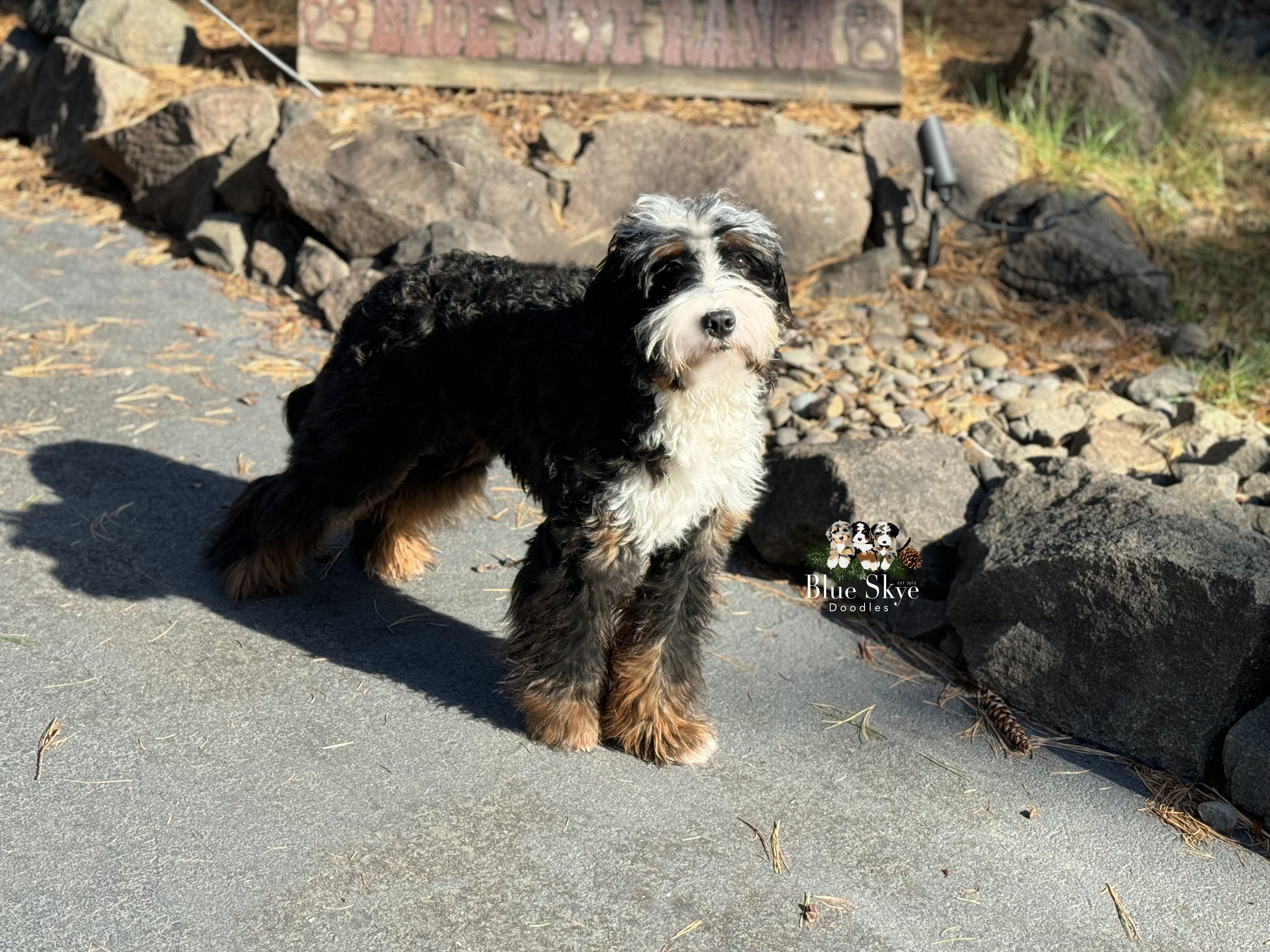 Blue Skye Doodles - Bernedoodle & Australian Mountain Doodle Puppies