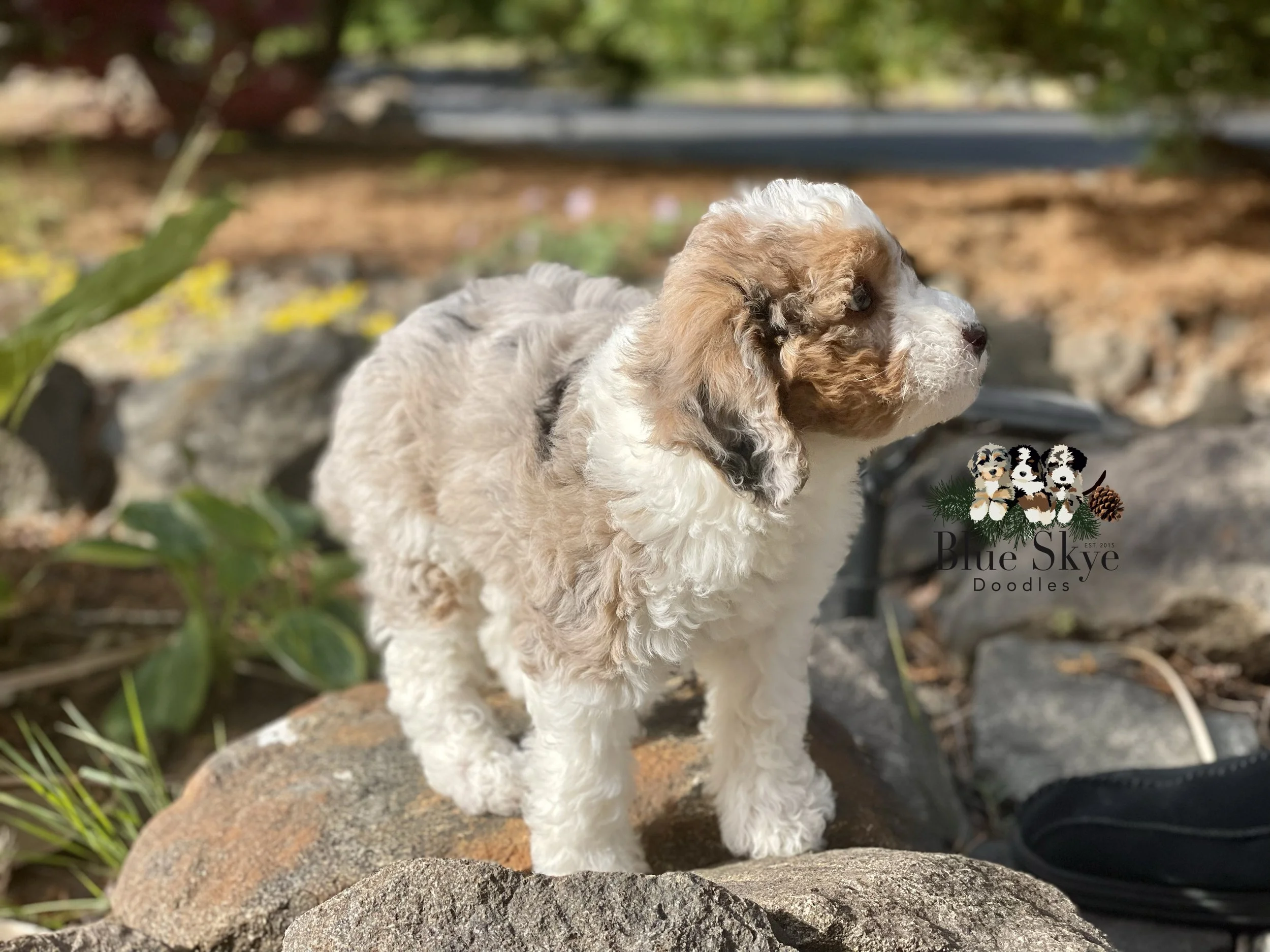Blue Skye Doodles - Bernedoodle & Australian Mountain Doodle Puppies