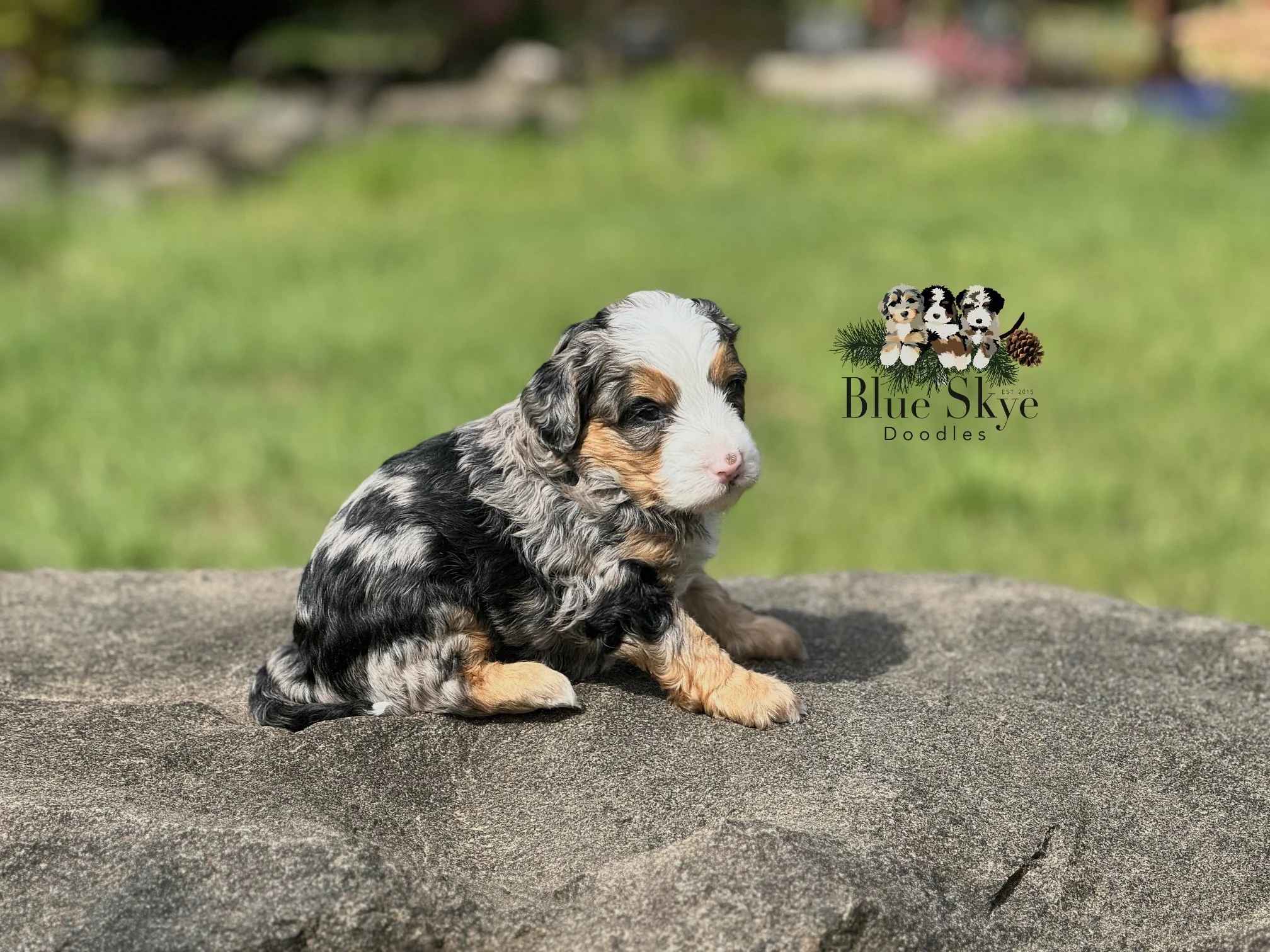 Blue Skye Doodles - Bernedoodle & Australian Mountain Doodle Puppies