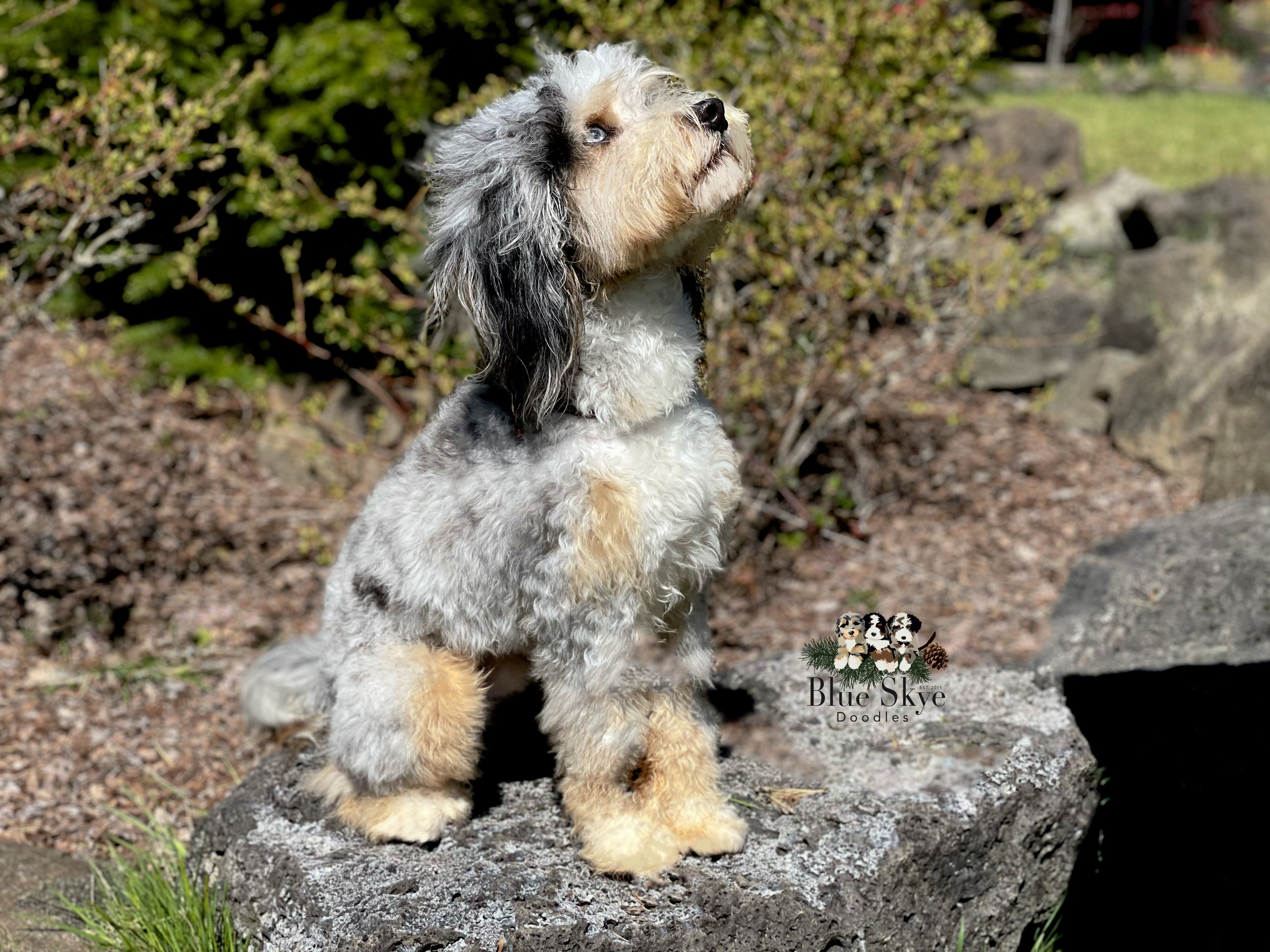Blue Skye Doodles - Bernedoodle & Australian Mountain Doodle Puppies