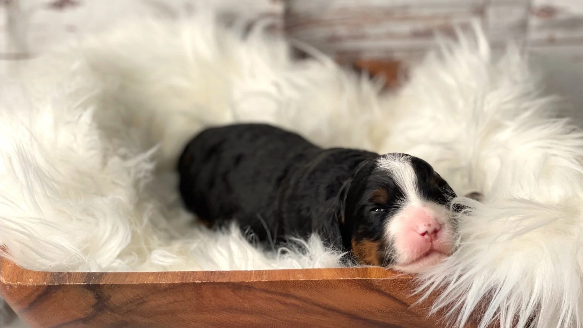 Blue Skye Doodles - Bernedoodle & Australian Mountain Doodle Puppies