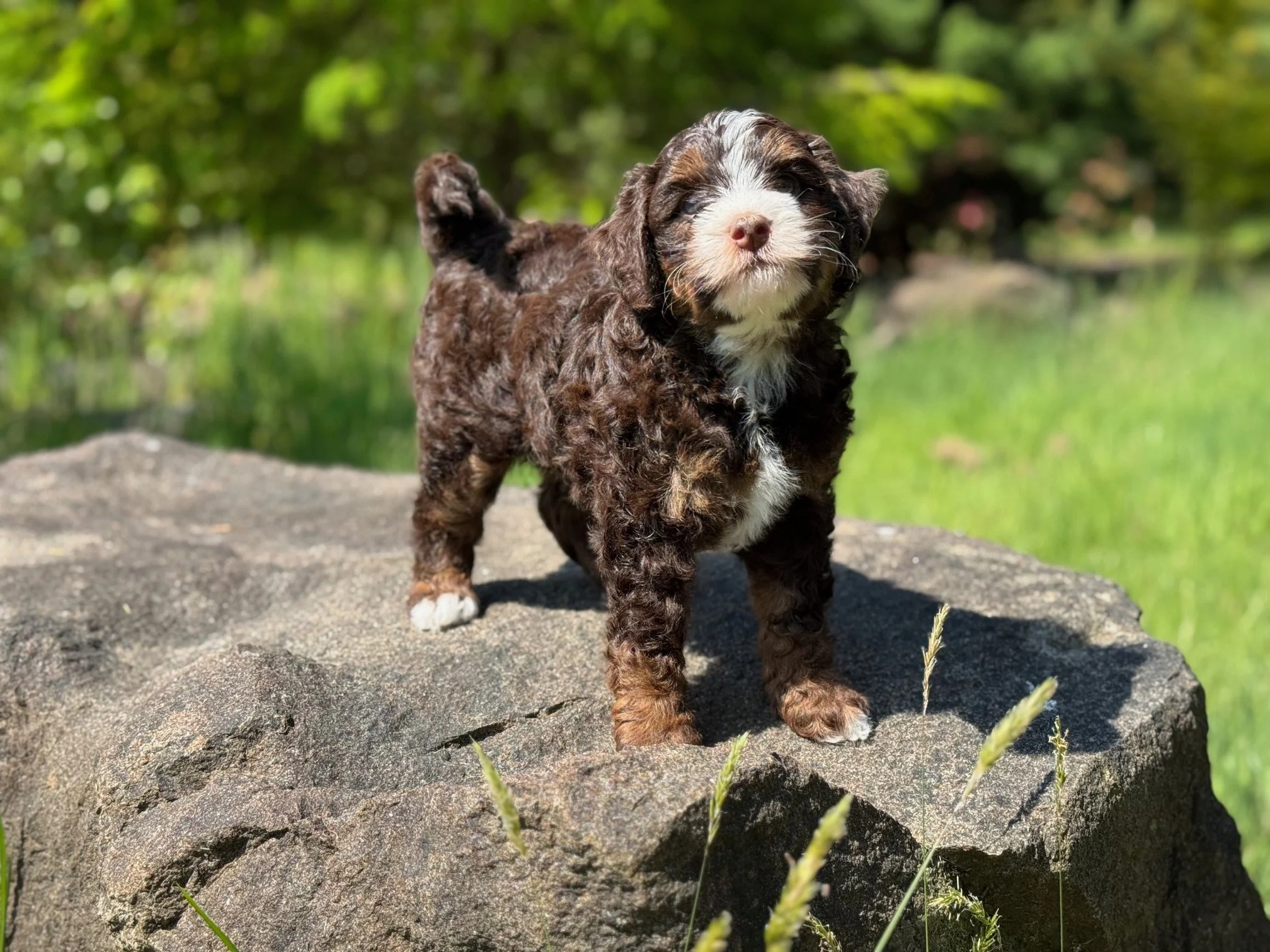 Blue Skye Doodles - Bernedoodle & Australian Mountain Doodle Puppies