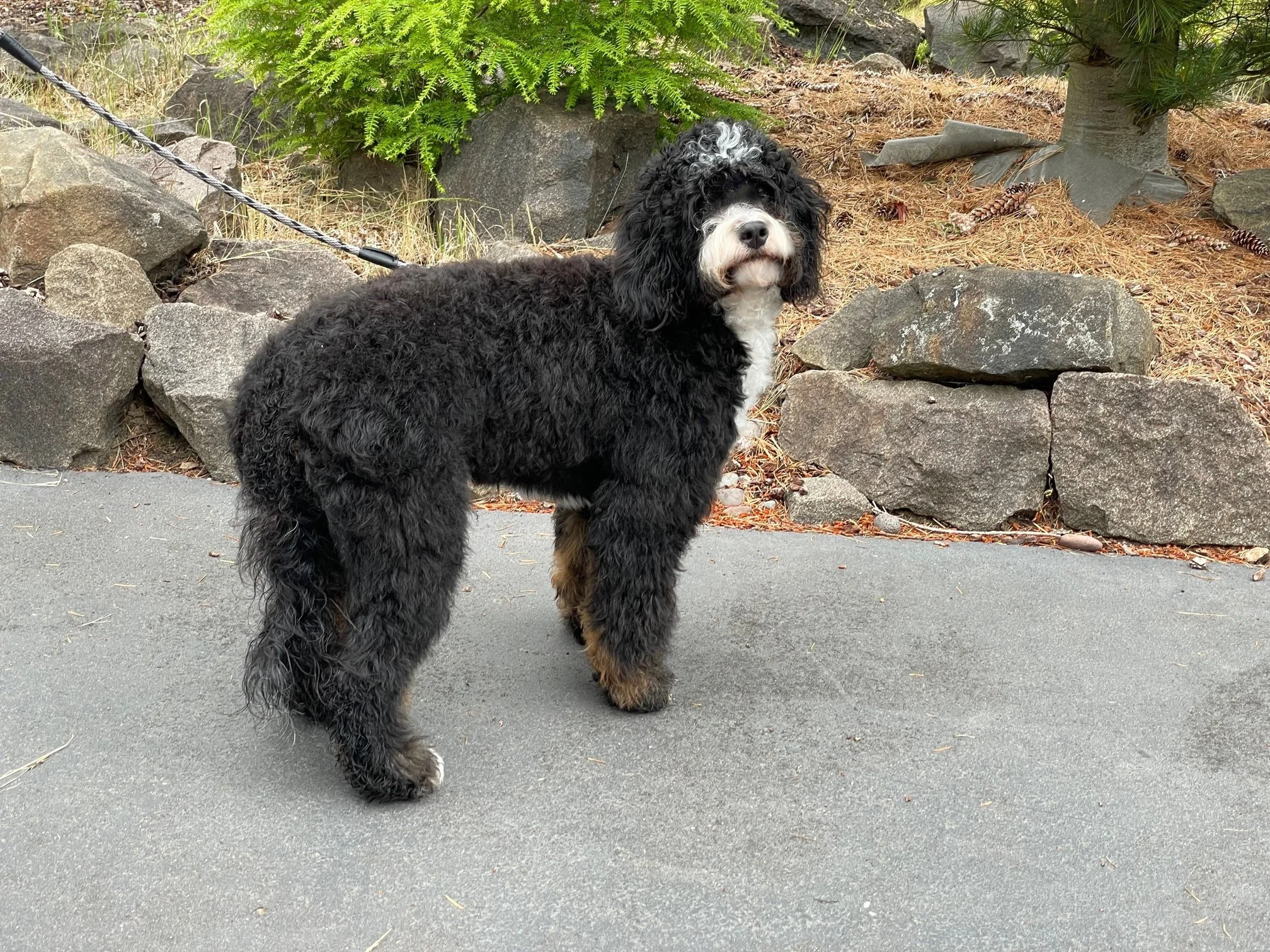 Blue Skye Doodles - Bernedoodle & Australian Mountain Doodle Puppies