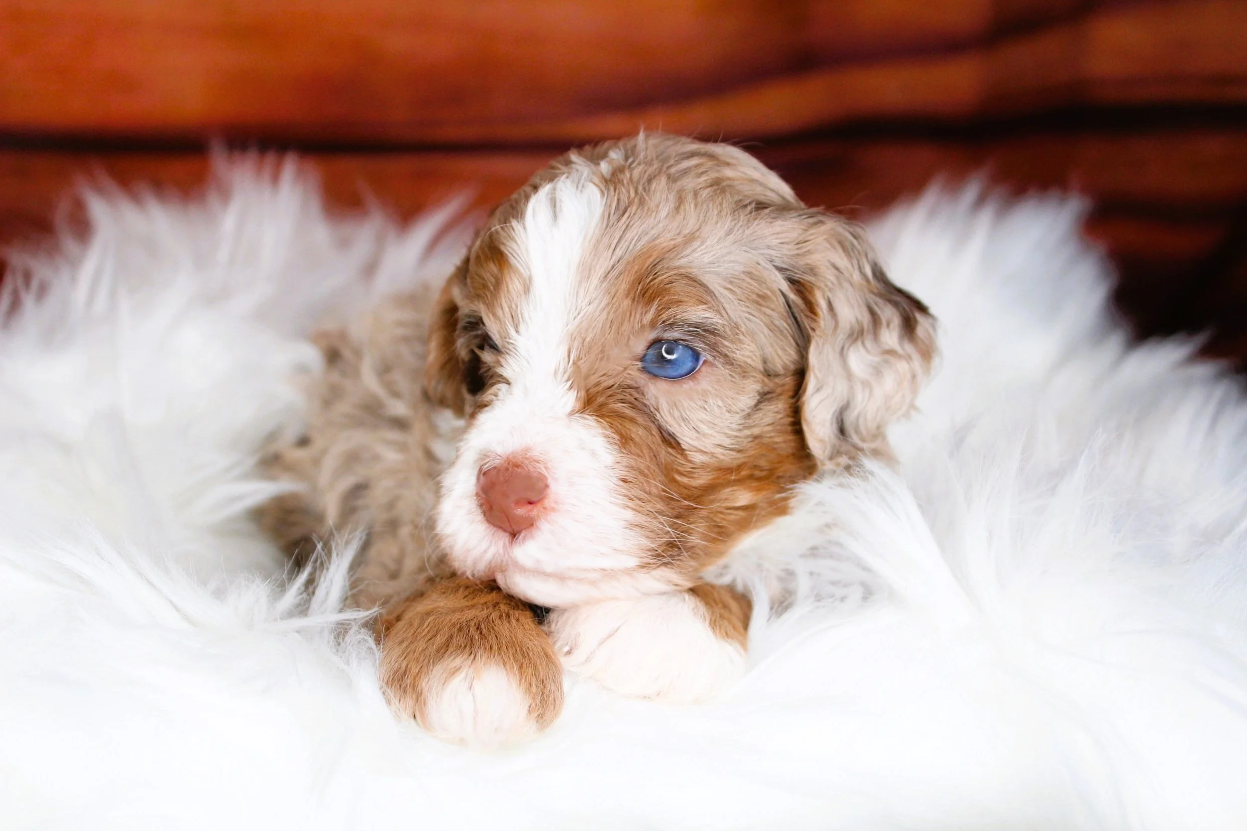 Blue Skye Doodles - Blue Skye Doodles - Bernedoodles and Australian ...