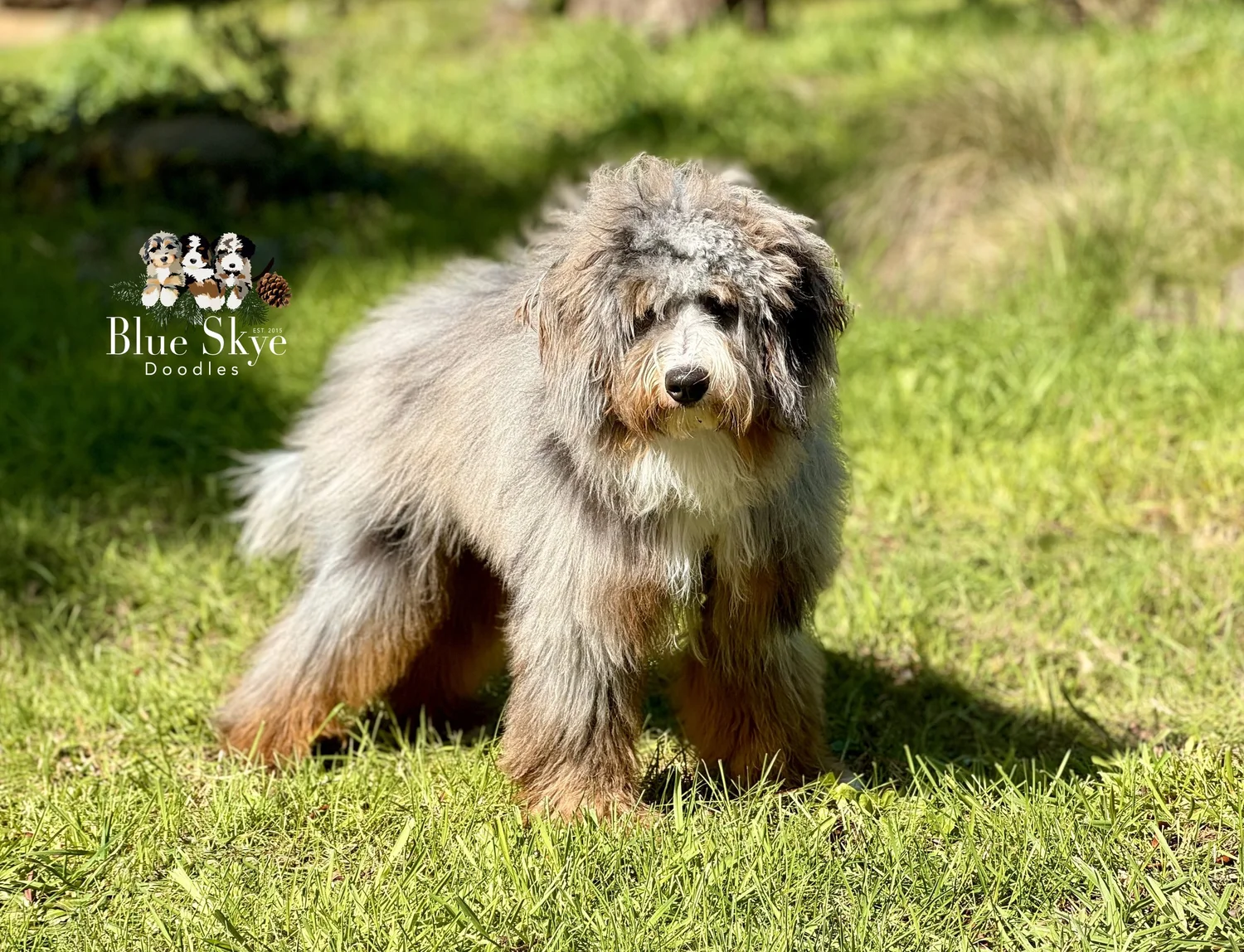 Blue Skye Doodles - Bernedoodle & Australian Mountain Doodle Puppies