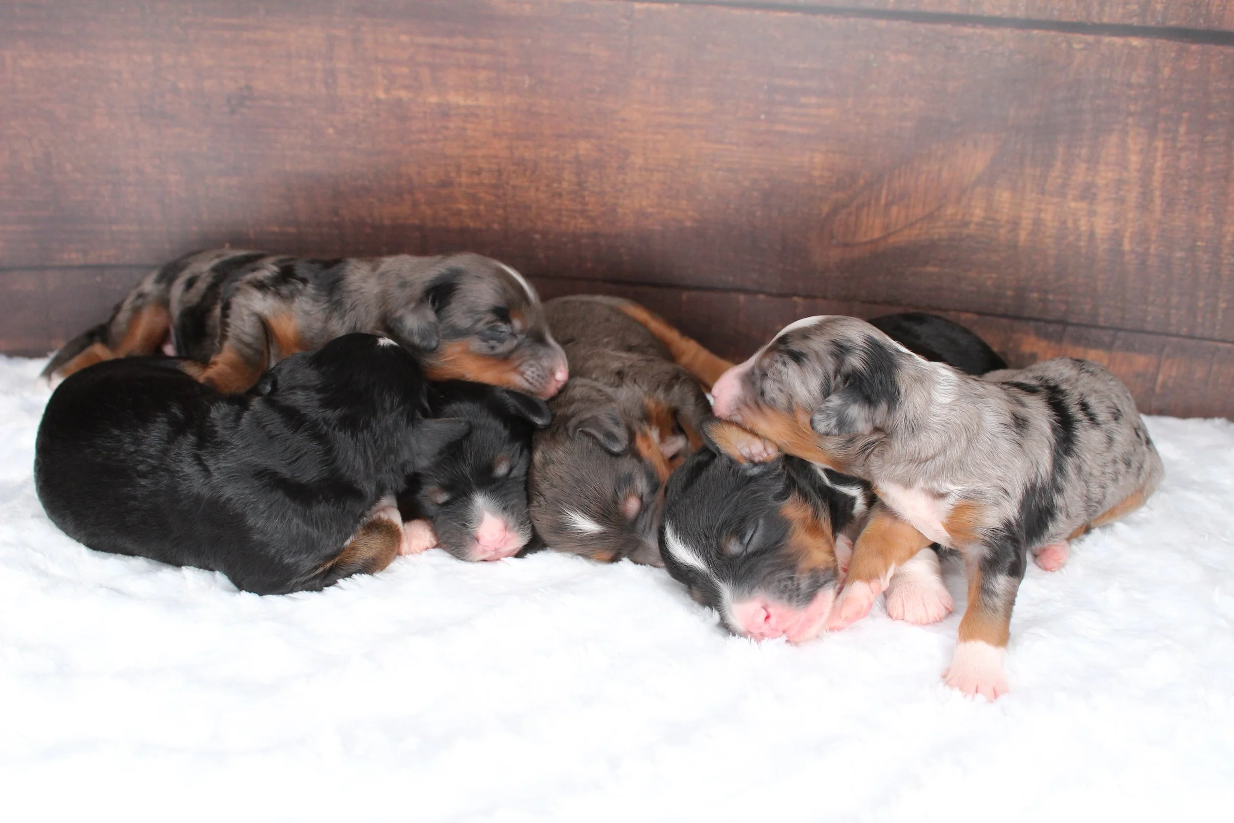 Blue Merle Puppies Non Shedding