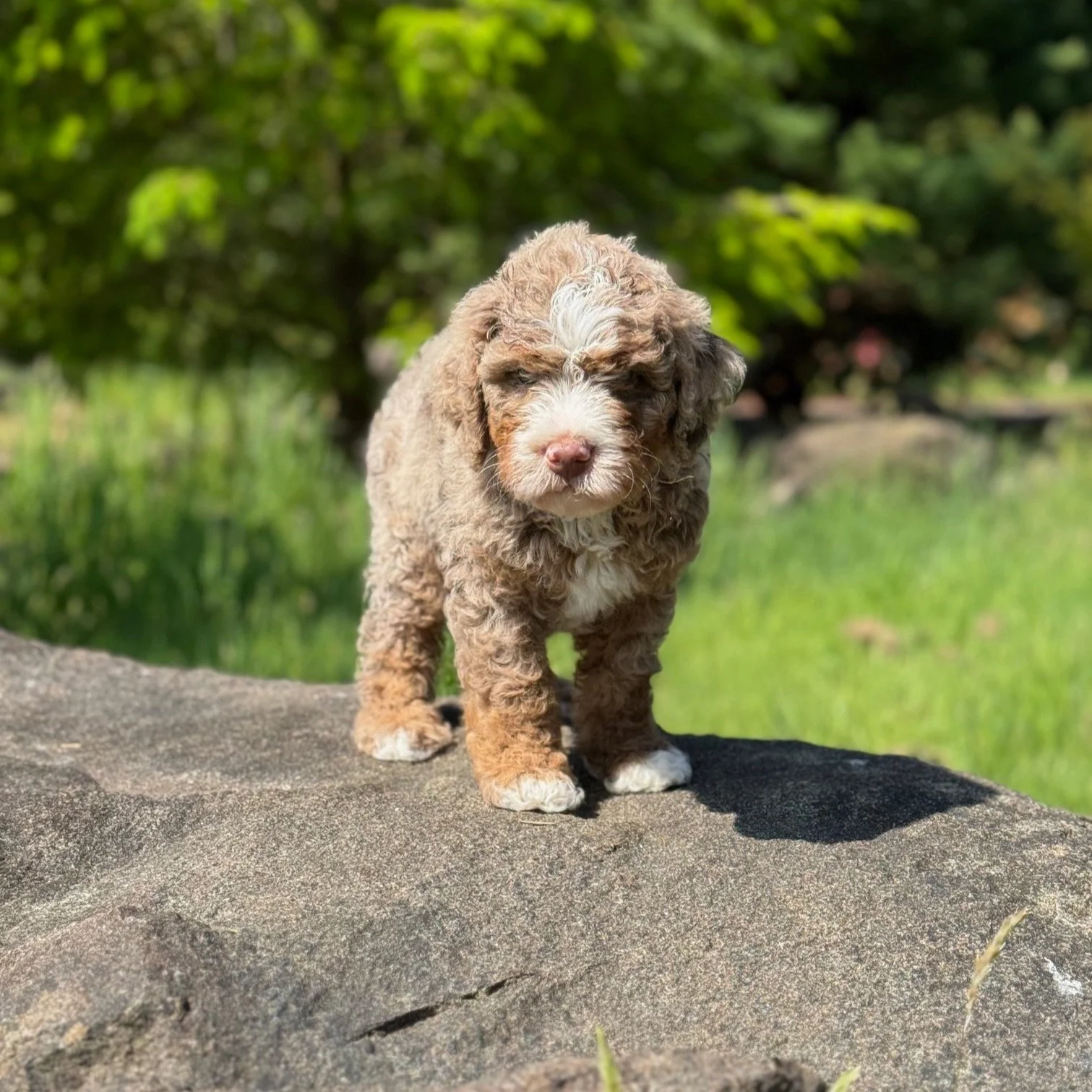 Blue Skye Doodles - Bernedoodle & Australian Mountain Doodle Puppies