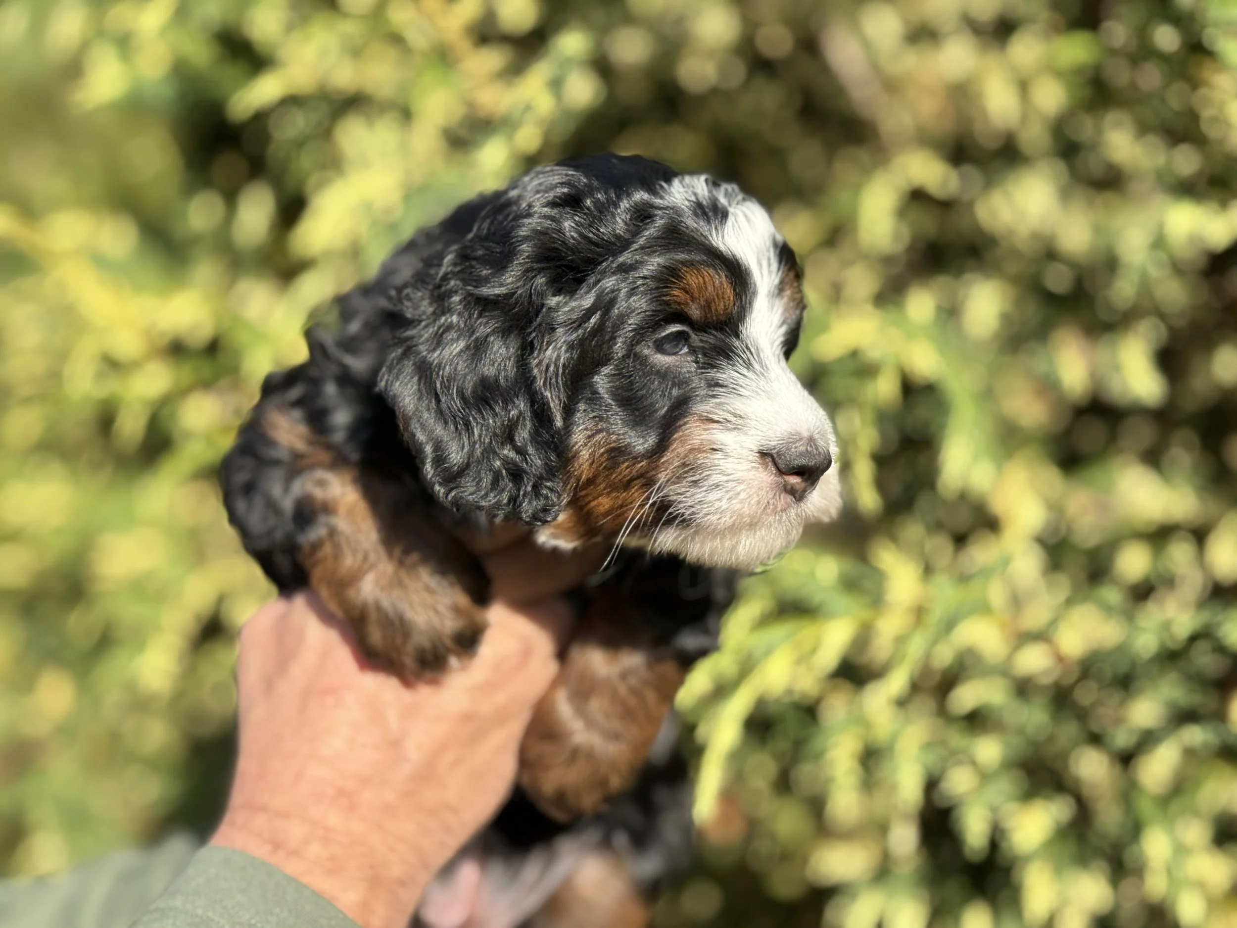 bernedoodle skybears