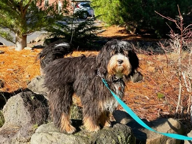 Blue Skye Doodles - Bernedoodle & Australian Mountain Doodle Puppies