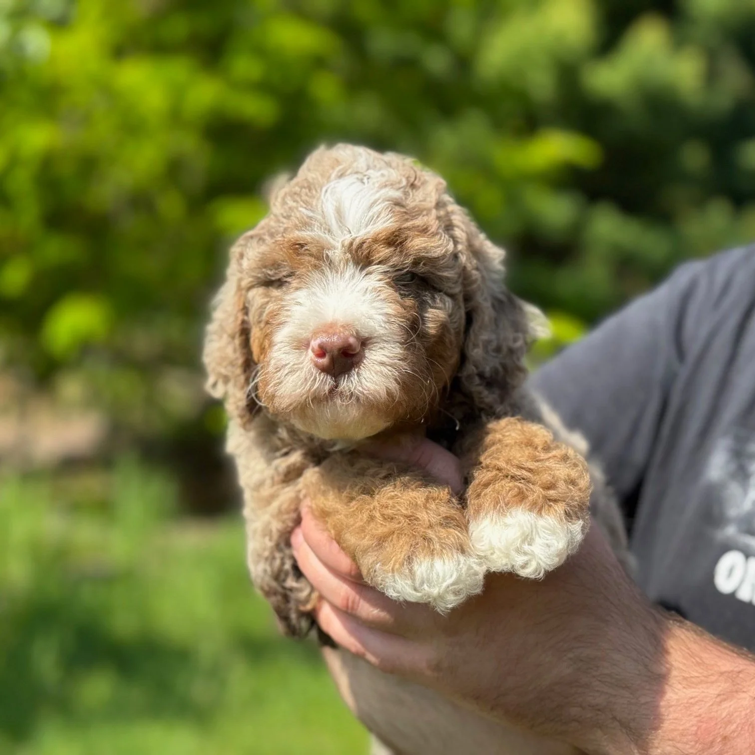 Blue Skye Doodles - Bernedoodle & Australian Mountain Doodle Puppies