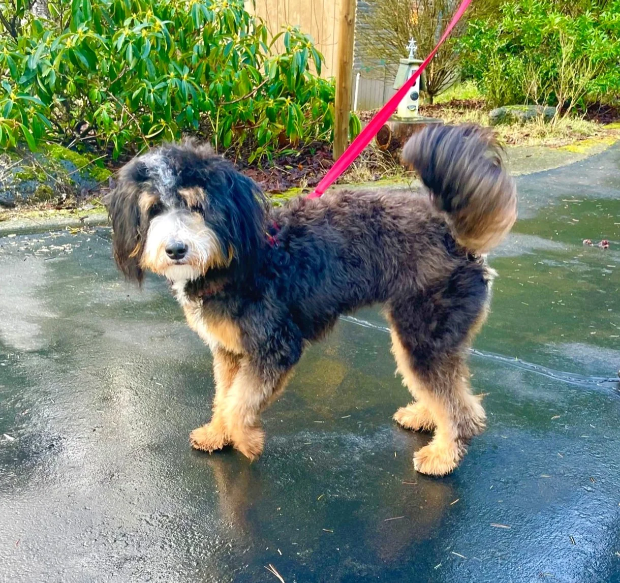 Blue Skye Doodles - Bernedoodle & Australian Mountain Doodle Puppies