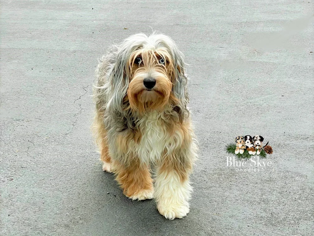 Blue Skye Doodles - Bernedoodle & Australian Mountain Doodle Puppies