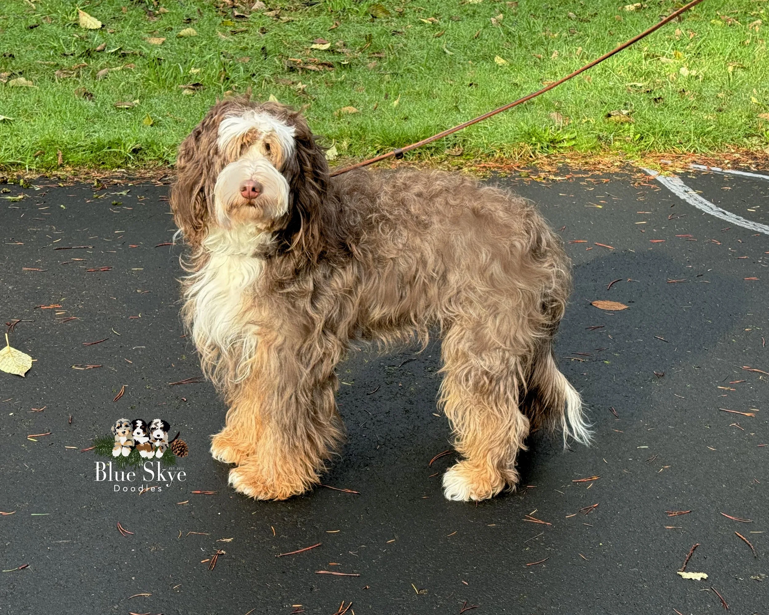 Blue Skye Doodles - Bernedoodle & Australian Mountain Doodle Puppies