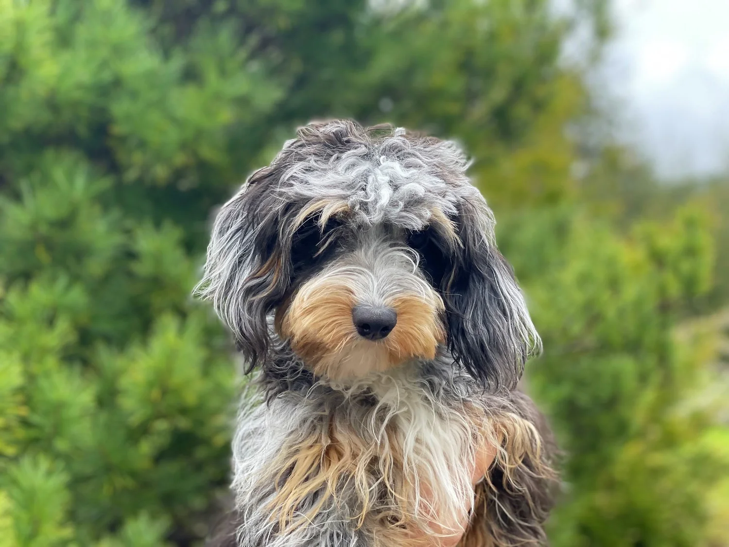 Blue Skye Doodles - Bernedoodle & Australian Mountain Doodle Puppies