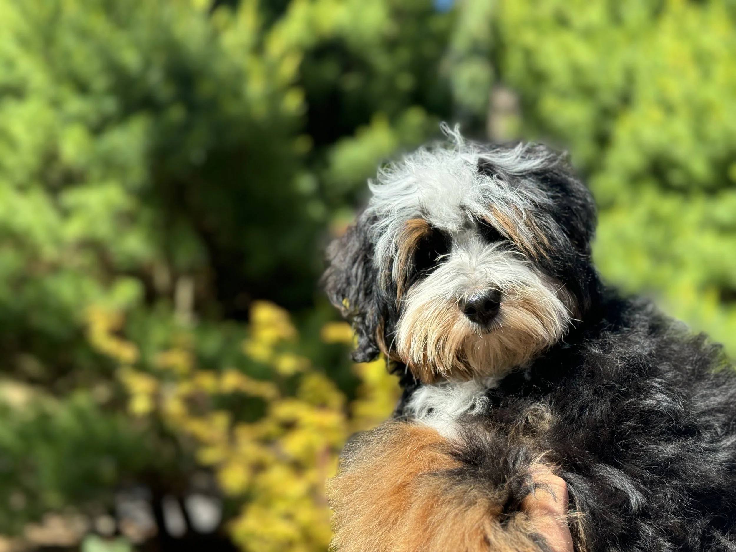 Blue Skye Doodles - Bernedoodle & Australian Mountain Doodle Puppies