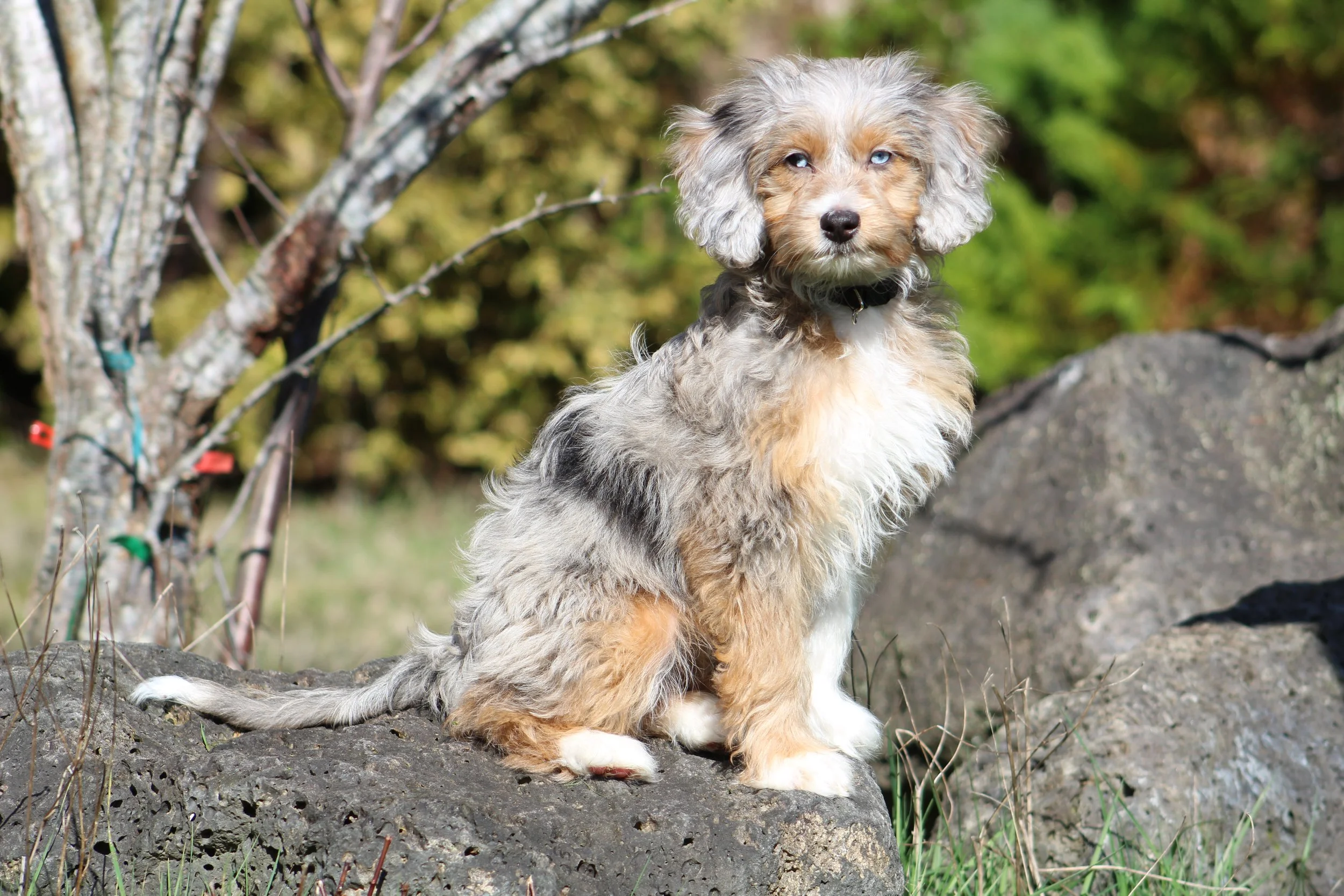 Blue Skye Doodles - Bernedoodle & Australian Mountain Doodle Puppies